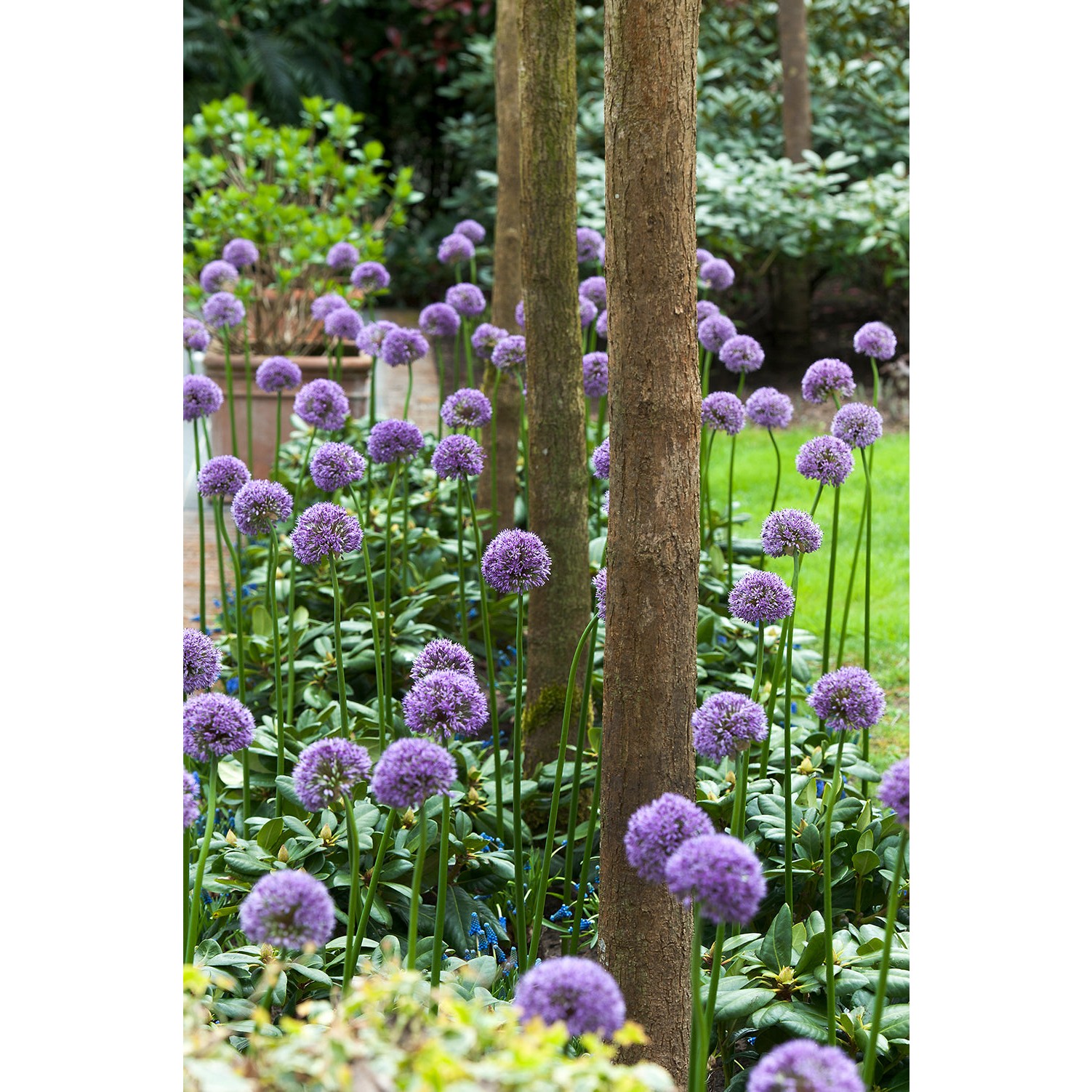 allium gladiator planting instructions