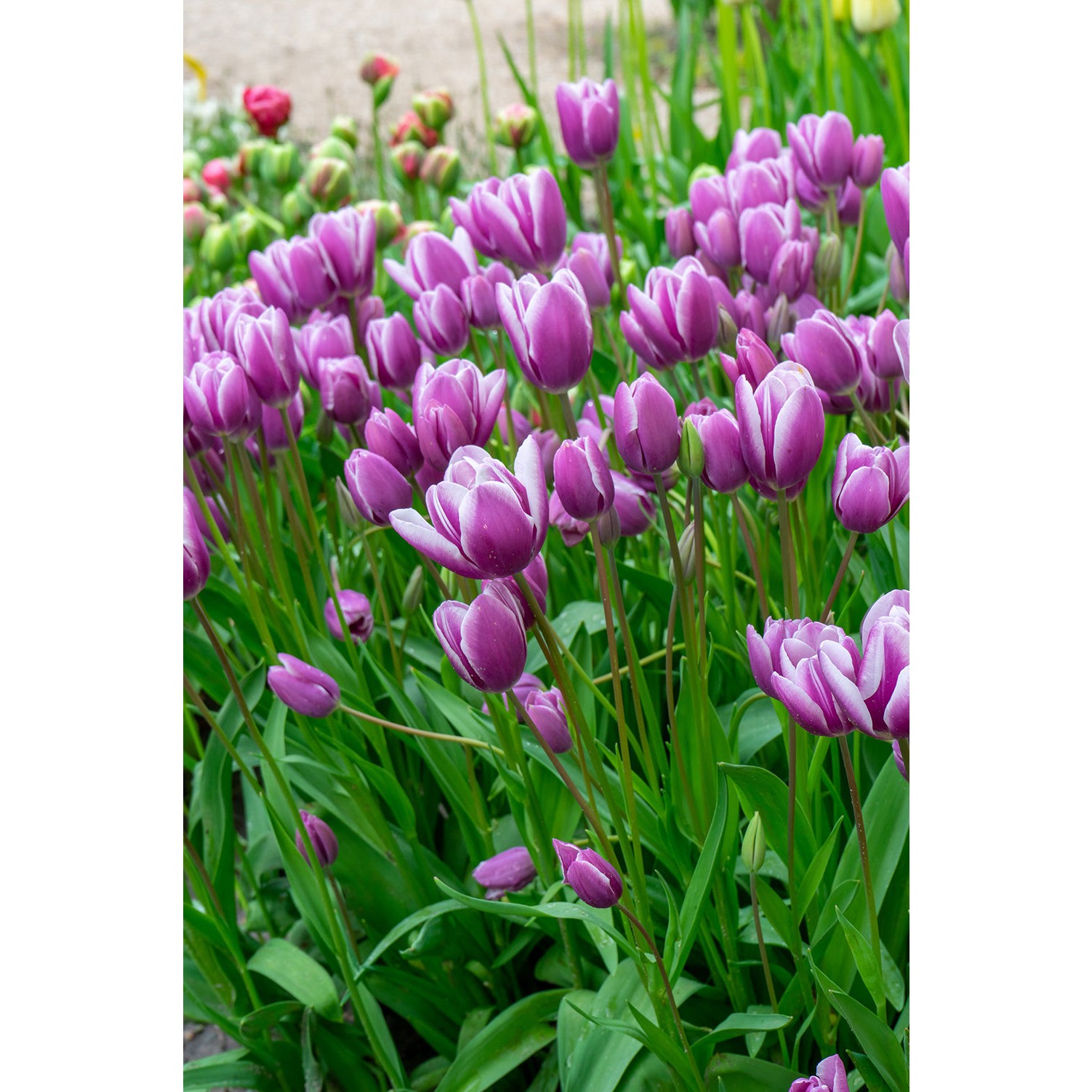 Tulip Multiflowering Purple Elegance 6 Bulbs Ready for Planting Now in UK Autumn Outdoor Gardens