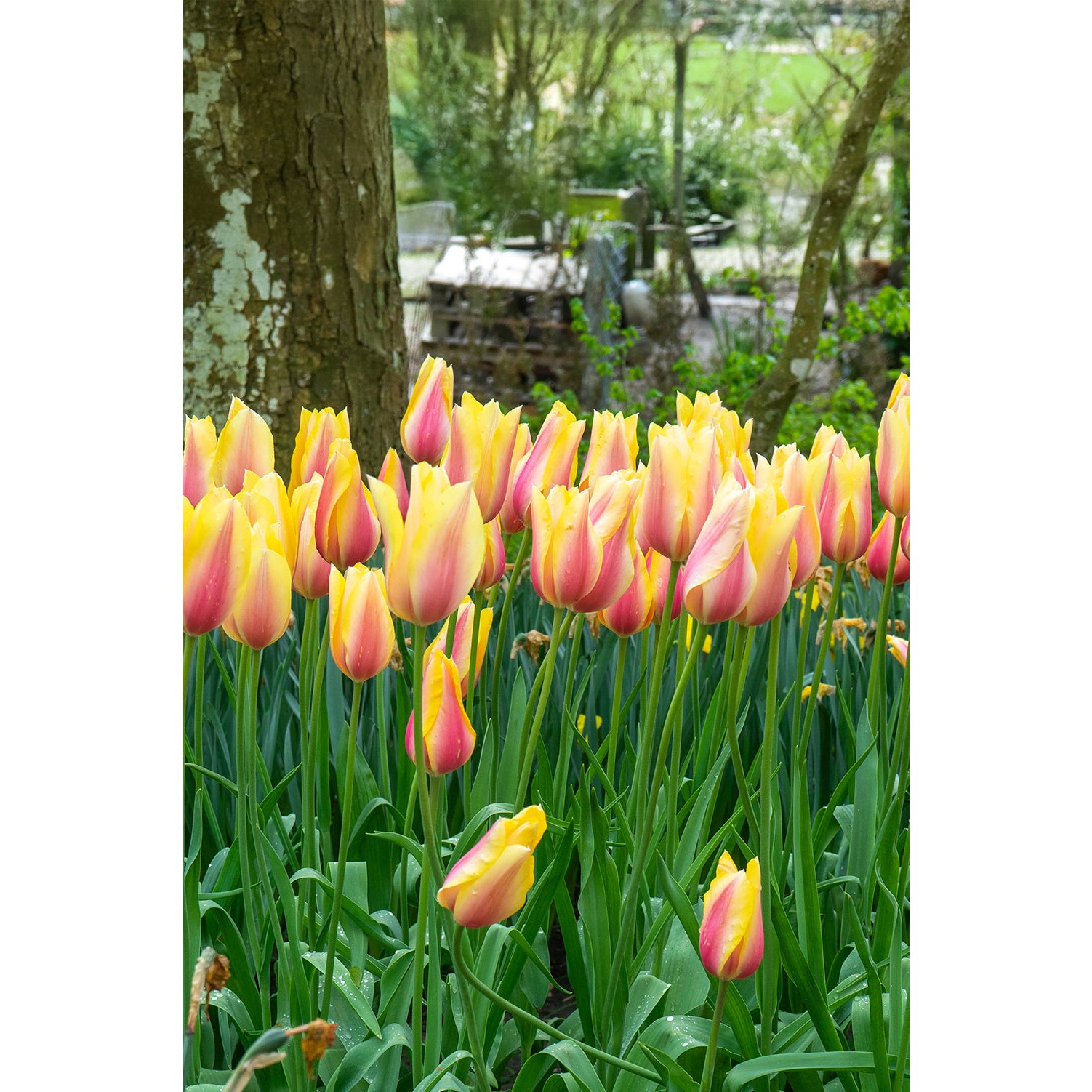 Tulip Blushing Lady 7 Bulbs Ready for Planting Now in UK Autumn Outdoor Gardens