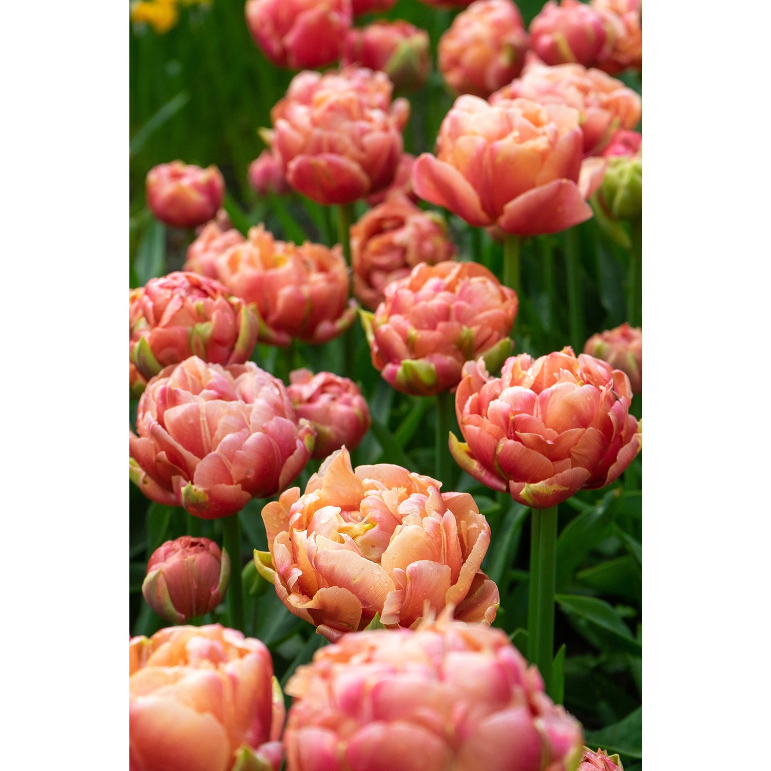 Tulip Double Late Copper Image 5 Bulbs Ready for Planting Now in UK ...