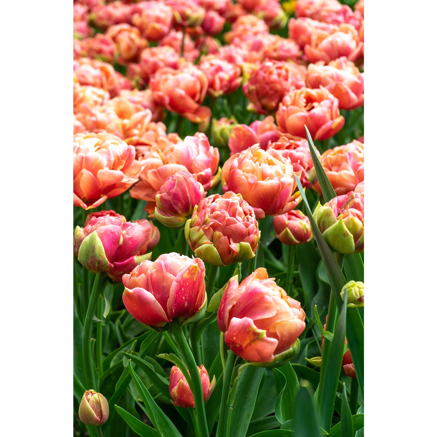Tulip Double Late Copper Image 5 Bulbs Ready for Planting Now in UK ...