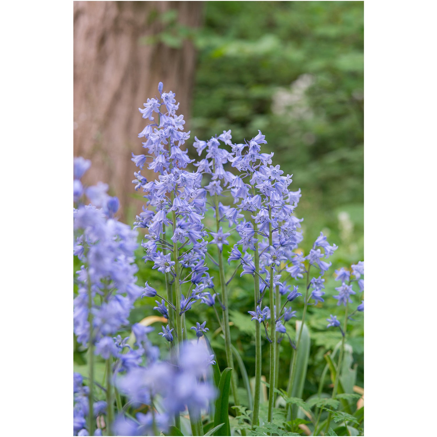 Scilla Campanulata Blue 15 Bulbs Ready for Planting Now in UK Autumn ...