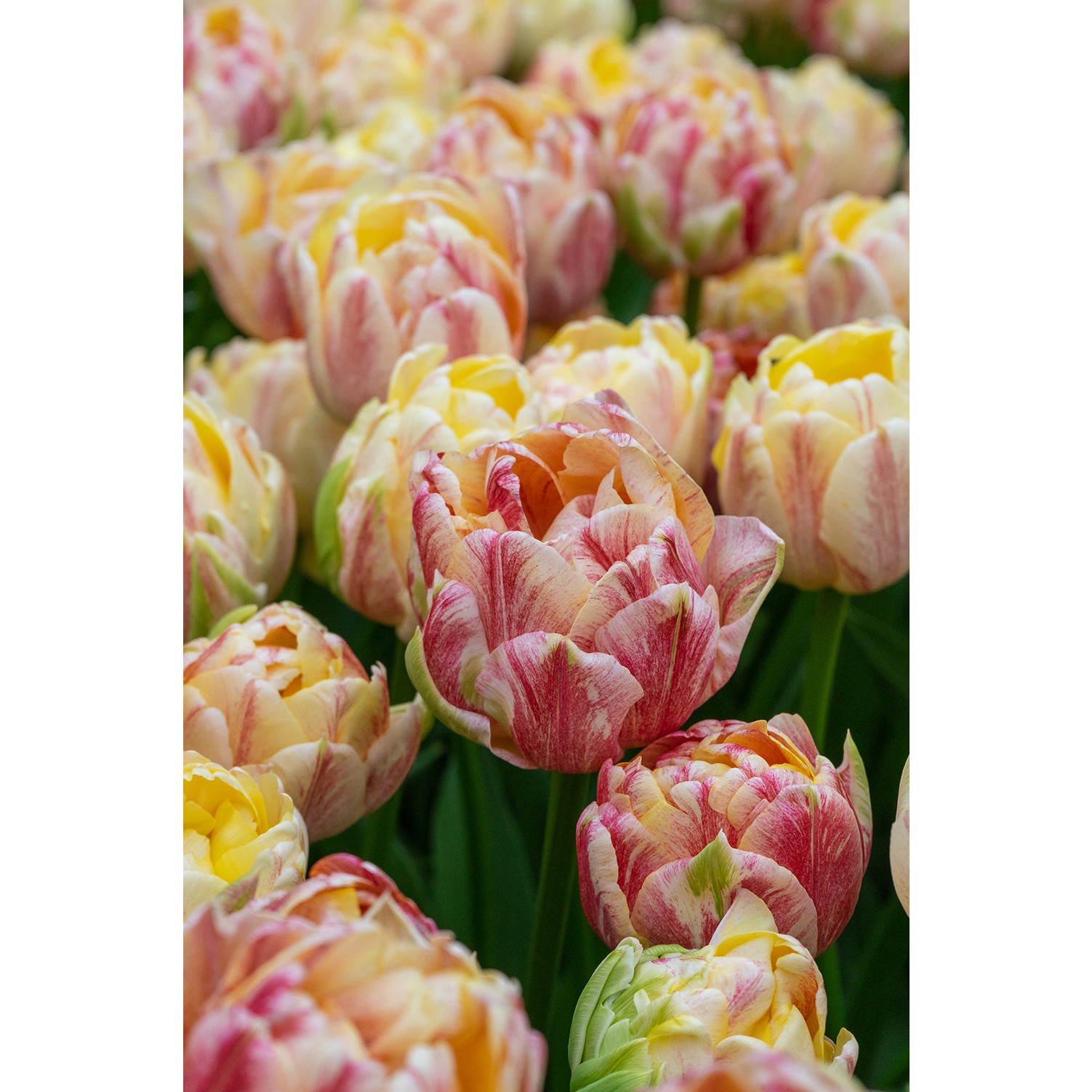 Tulip Double Late Sprinkle Dip 6 Bulbs Ready for Planting Now in UK ...