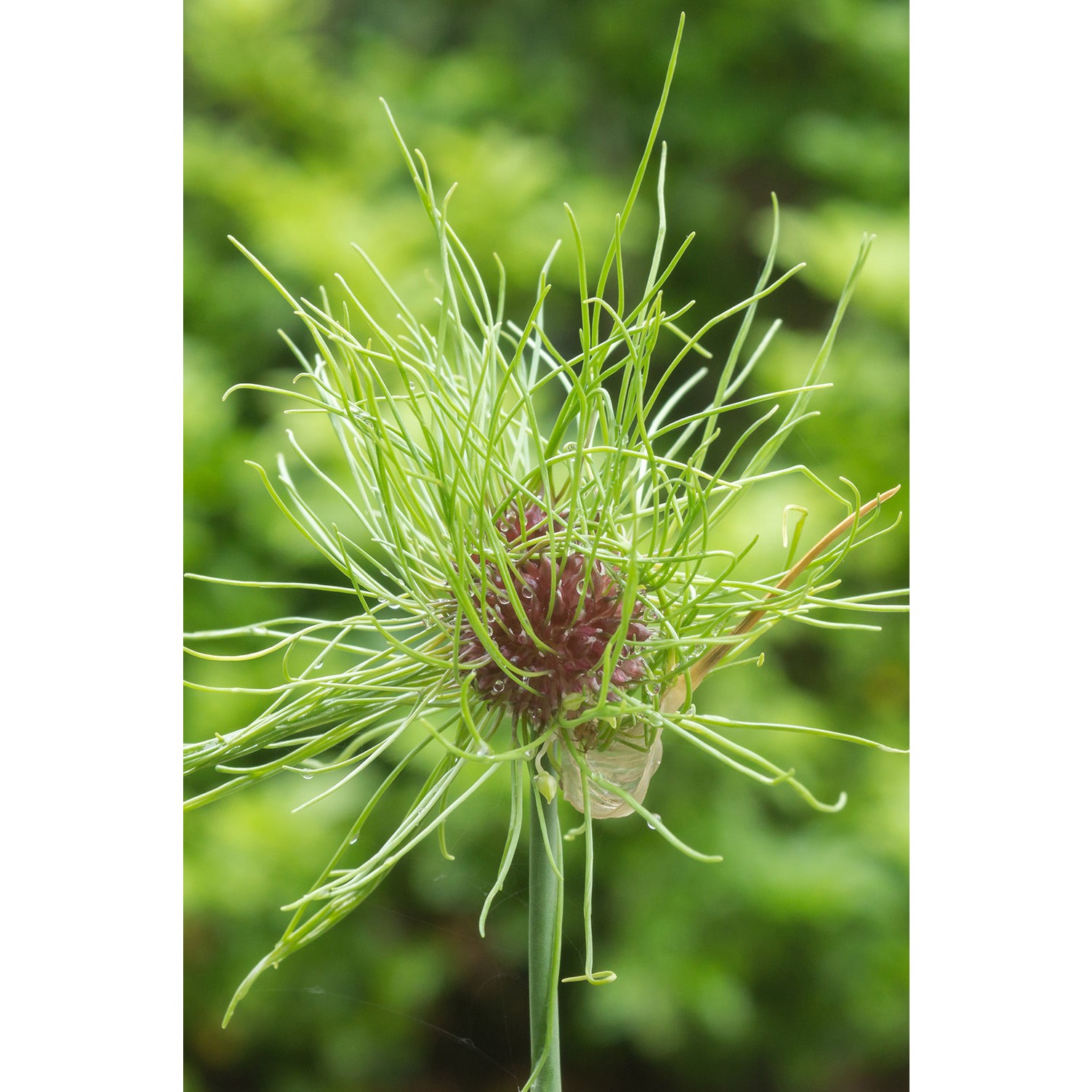 Allium Hair 15 Bulbs Ready for Planting Now in UK Autumn Outdoor Gardens