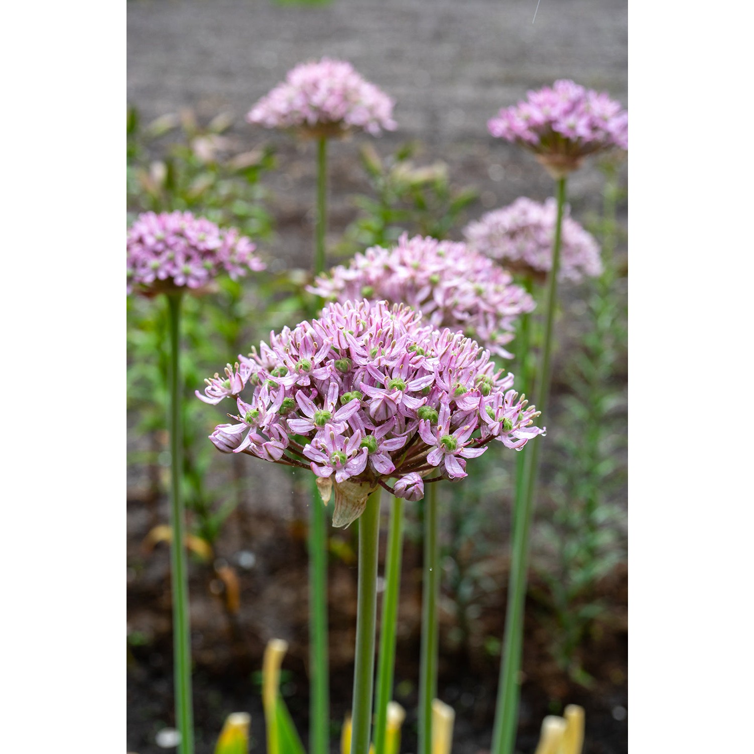 Allium Pink Jewel 3 Bulbs Ready for Planting Now in UK Autumn Outdoor ...