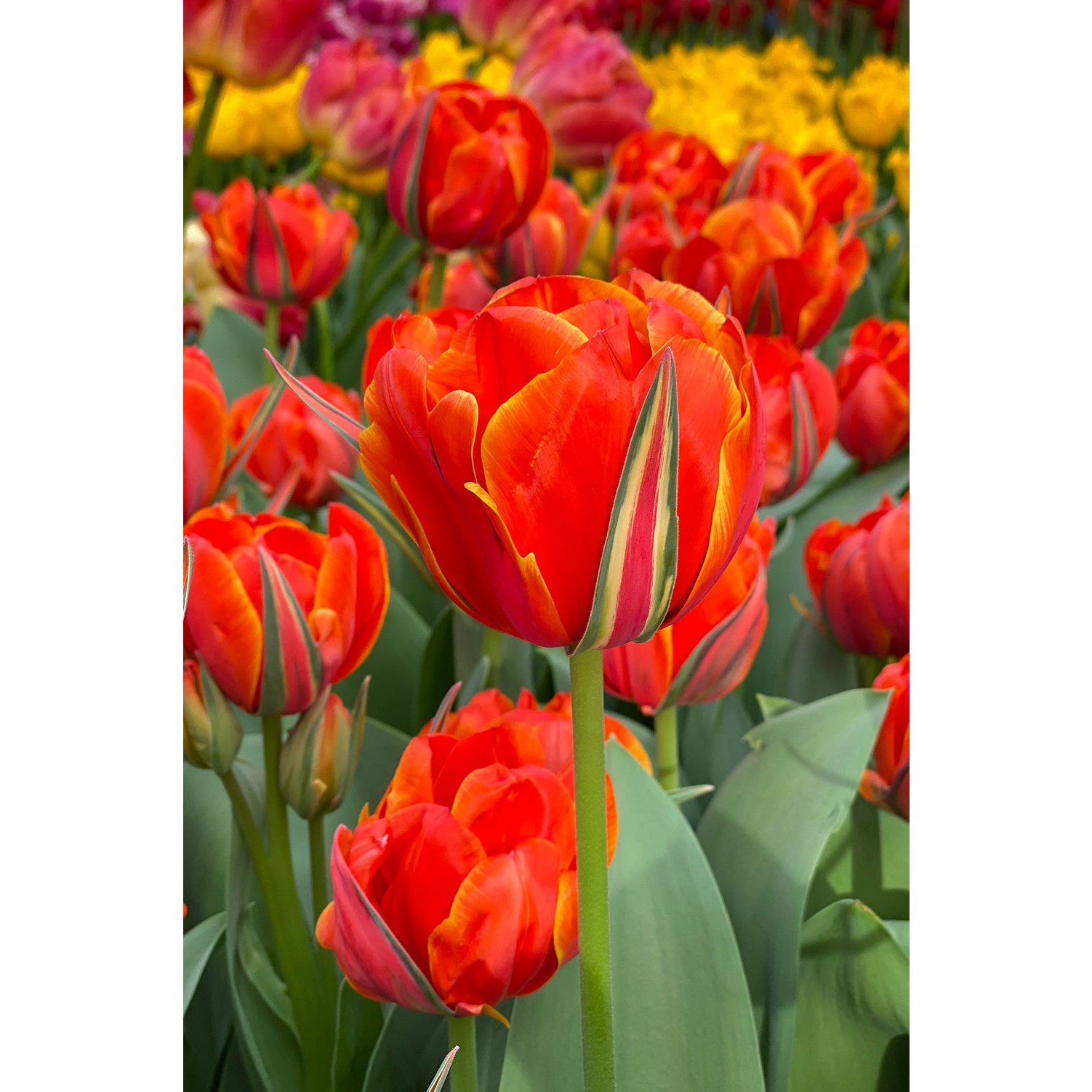 Tulip Double Late Queensday 6 Bulbs Ready for Planting Now in UK Autumn ...