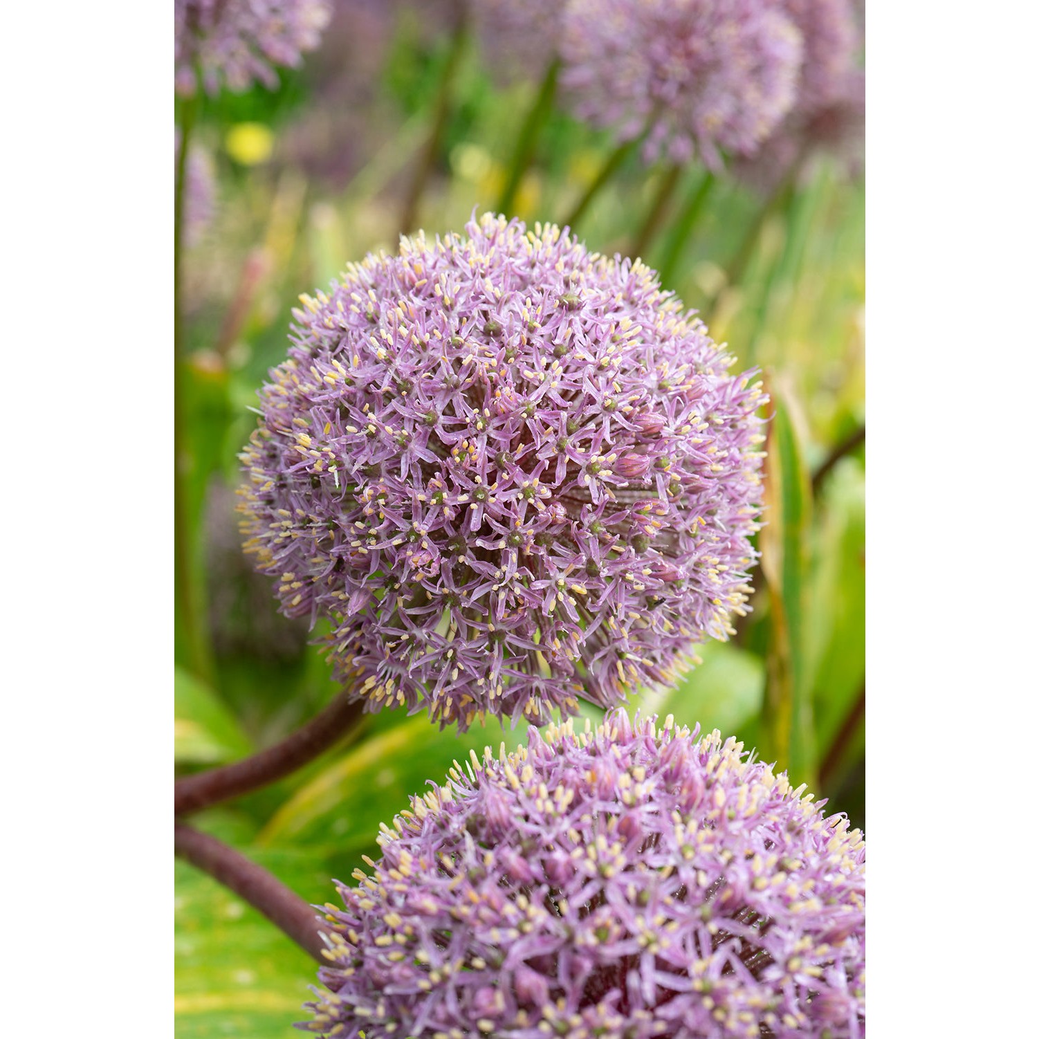 Allium Party Balloons 1 Bulb Ready for Planting Now in UK Autumn ...