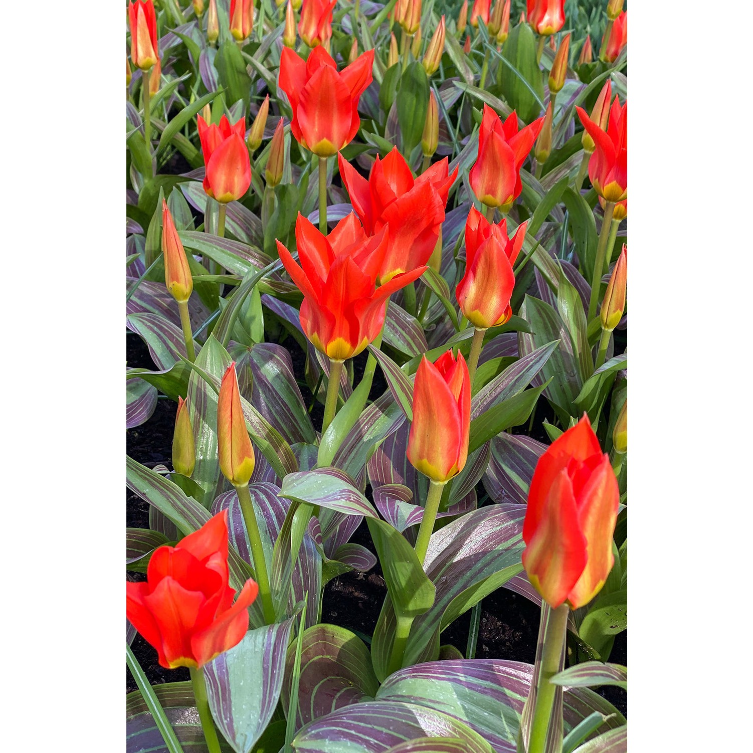 Tulip Greigii/Kaufmanniana Park Dreamway 6 Bulbs Ready for Planting Now in UK Autumn Outdoor Gardens