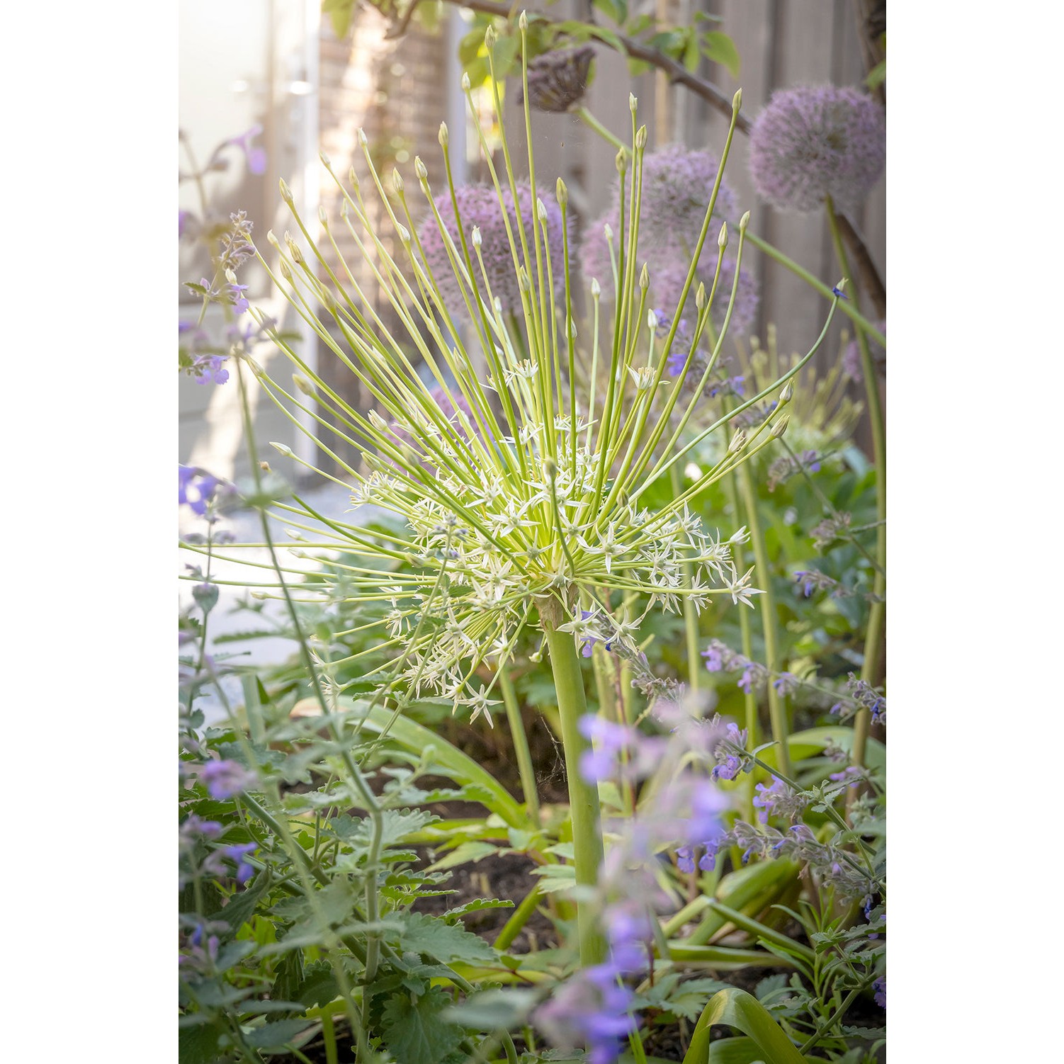Best Friends Box #Spider Love: Allium Schubertii & Schubertii Arctic ...