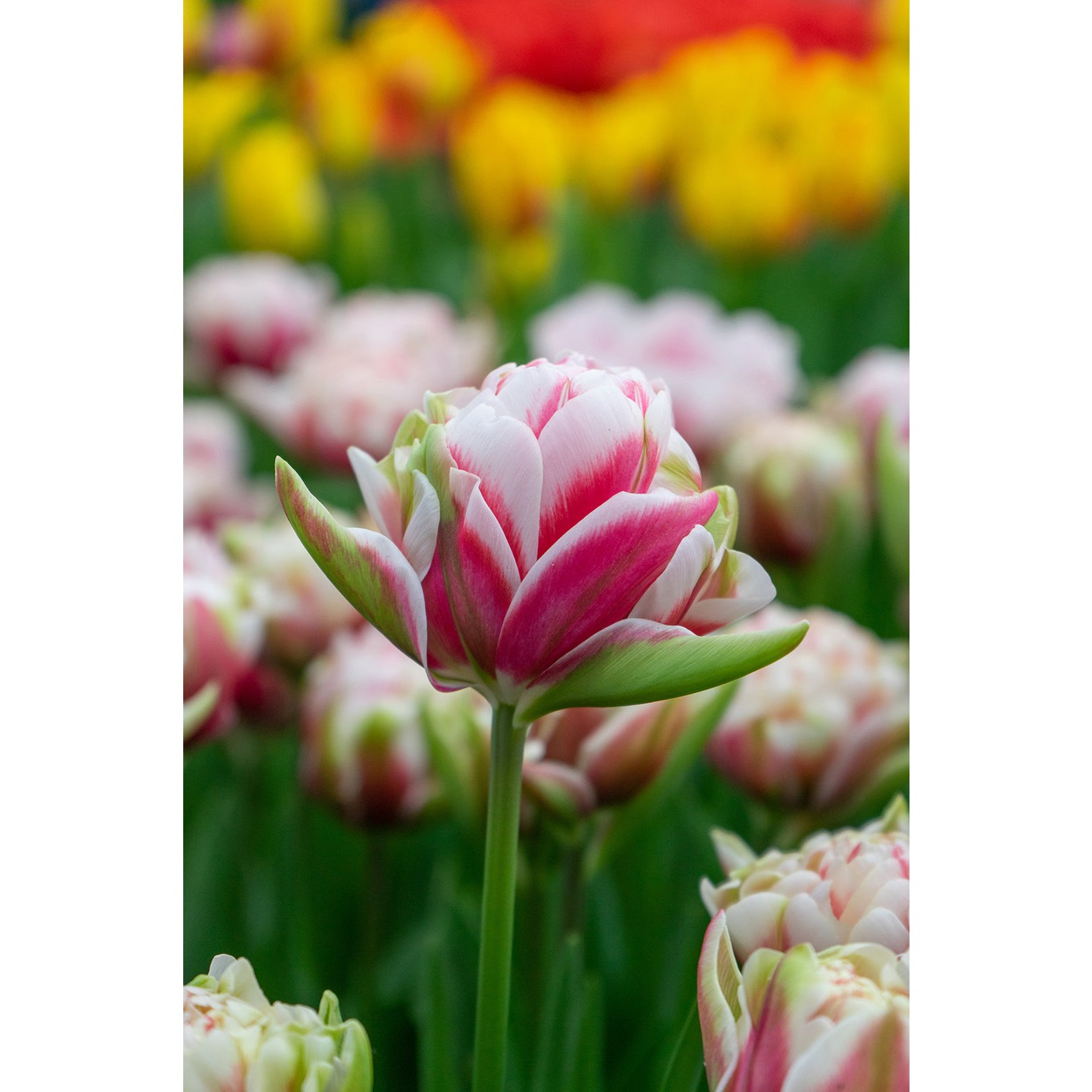 Tulip Double Late Chandelier 6 Bulbs Ready for Planting Now in UK Autumn Outdoor Gardens by ...