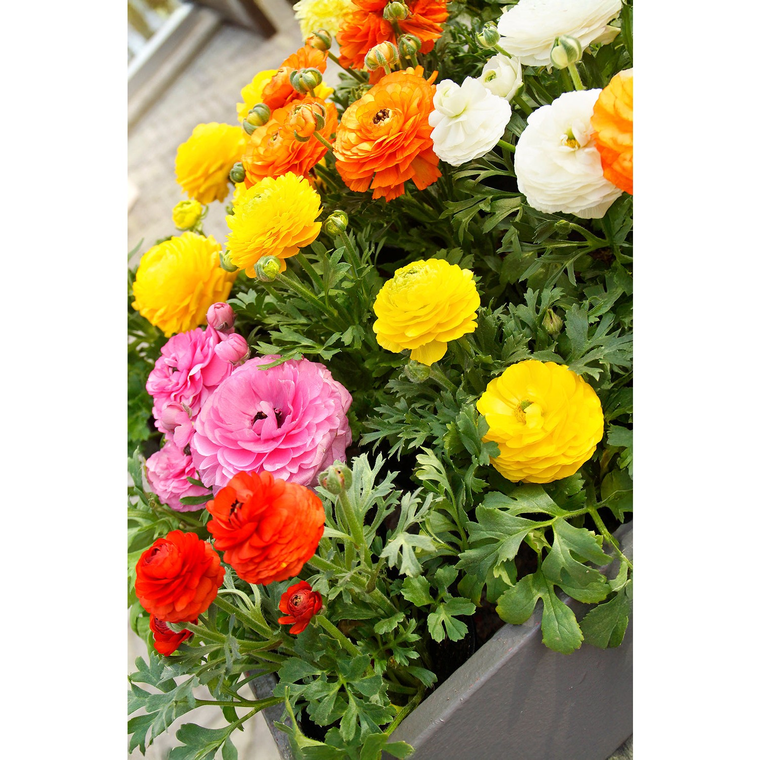 Ranunculus Mix 15 Bulbs Ready for Planting Now in UK Autumn Outdoor ...