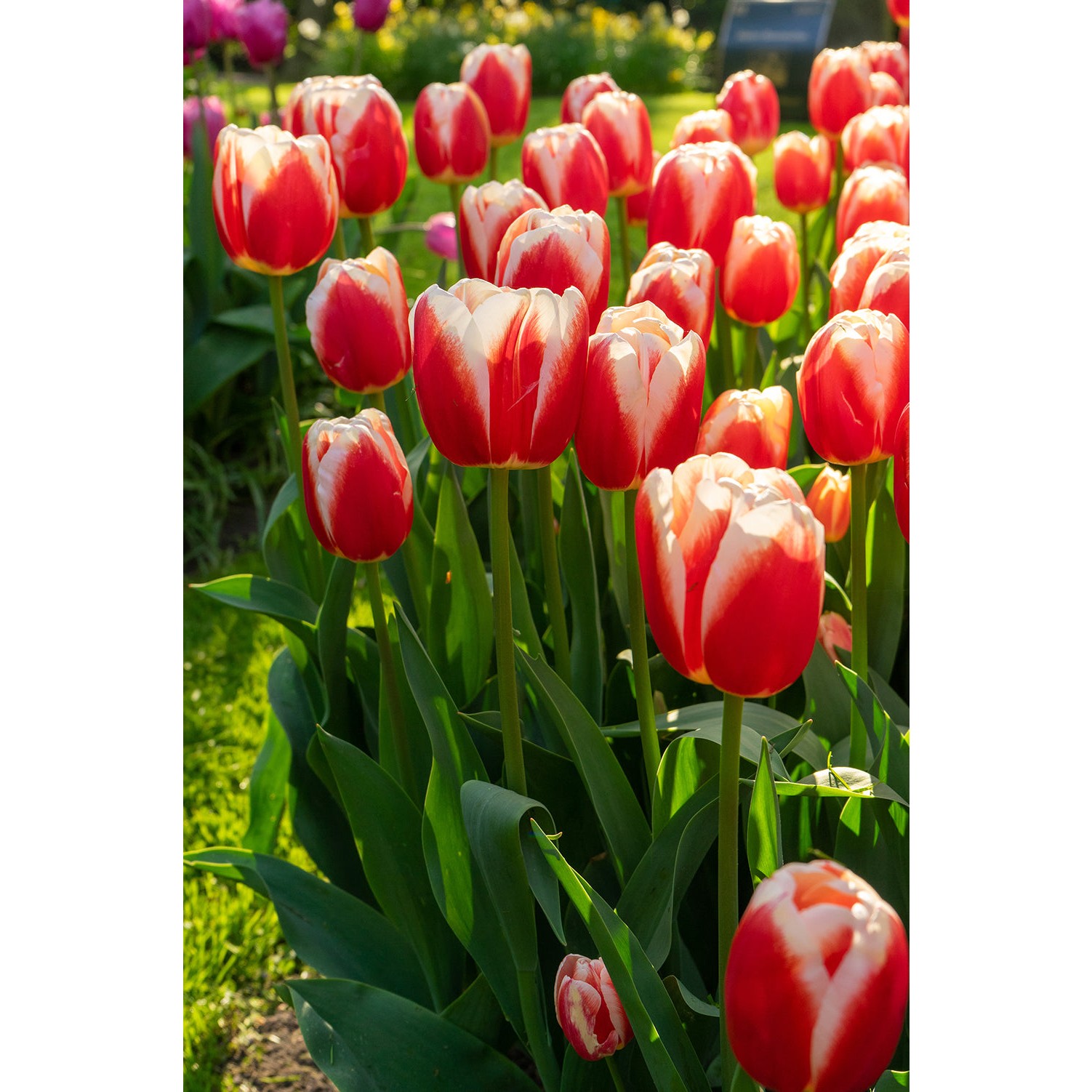 Tulip Triumph Roman Empire 6 Bulbs Ready for Planting Now in UK Autumn ...
