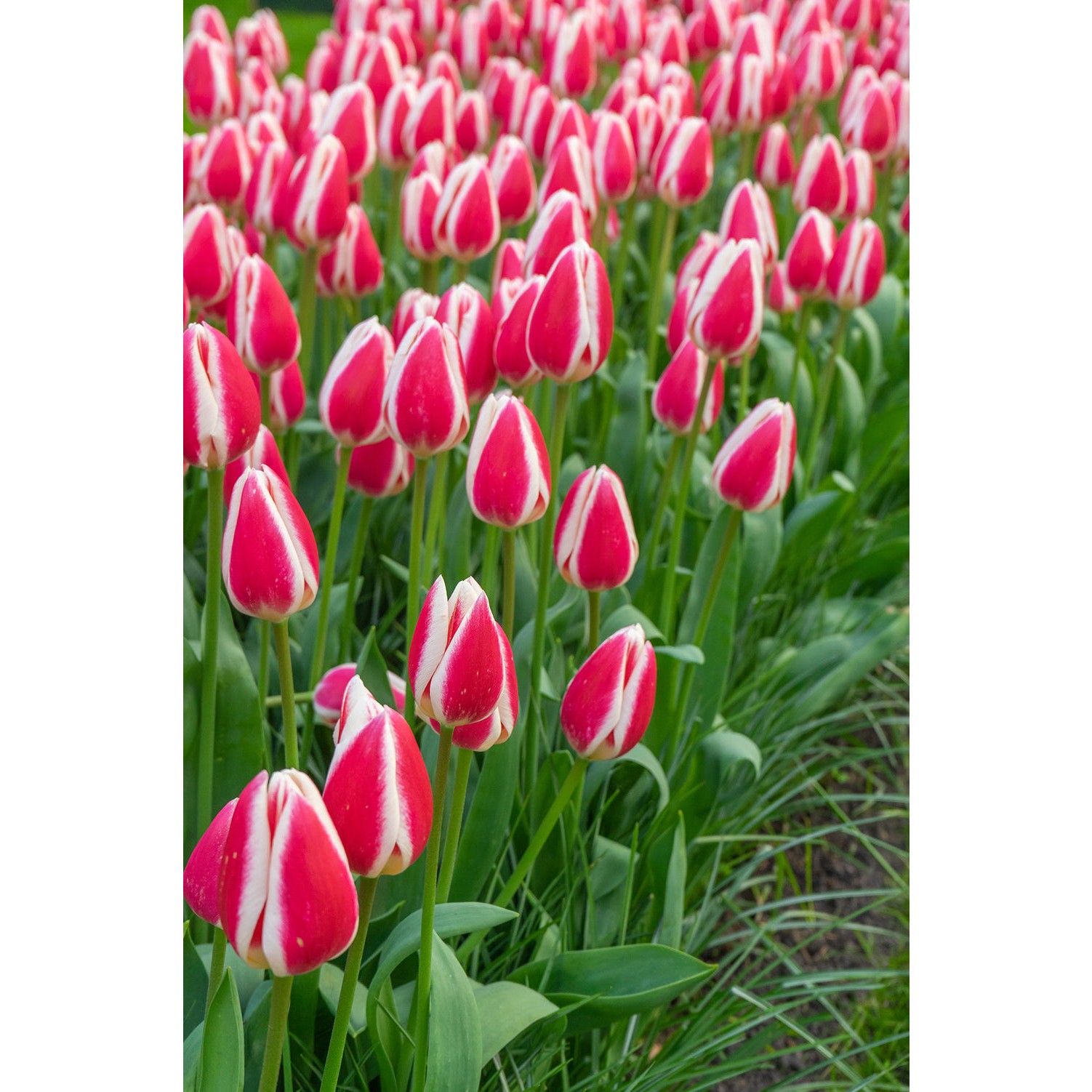 Tulip Darwin Hybride Candy Apple Delight 6 Bulbs Ready for Planting Now in UK Autumn Outdoor Gardens