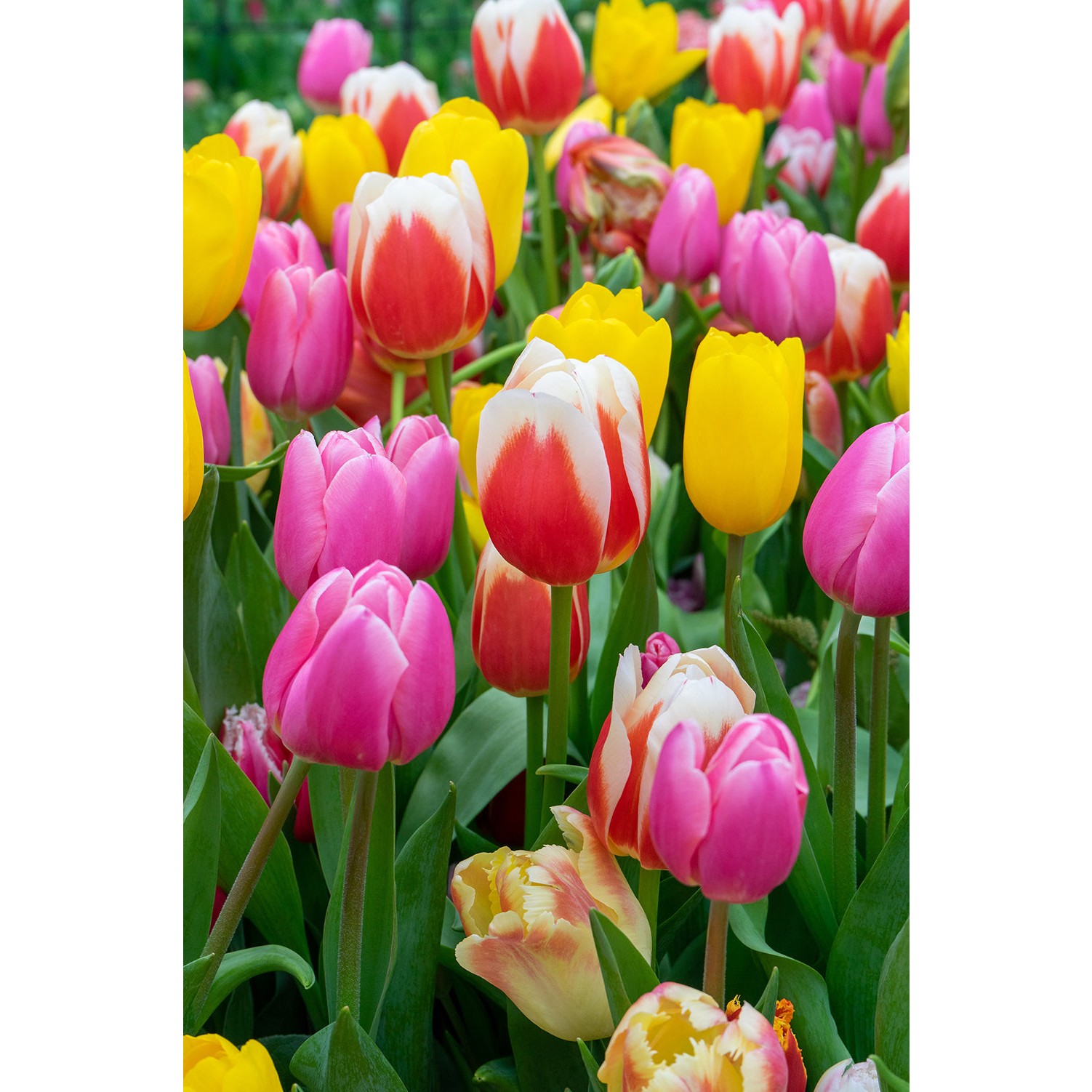 Colour Lasagne Mix: Crocus Vernus Mix, Hyacinthus Orientalis Mix, Tulip ...