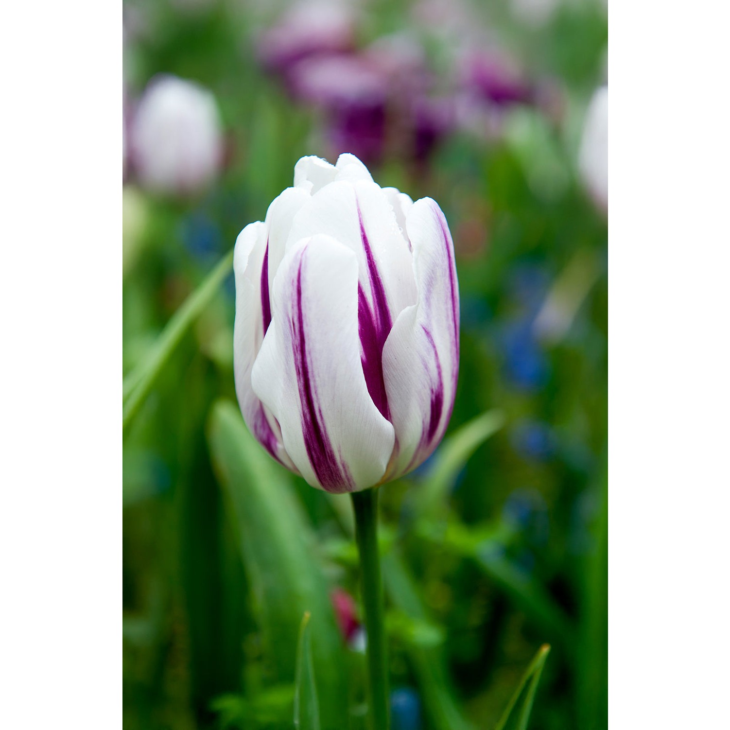 Tulip Rembrandt Flaming Flag 6 Bulbs Ready for Planting Now in UK ...