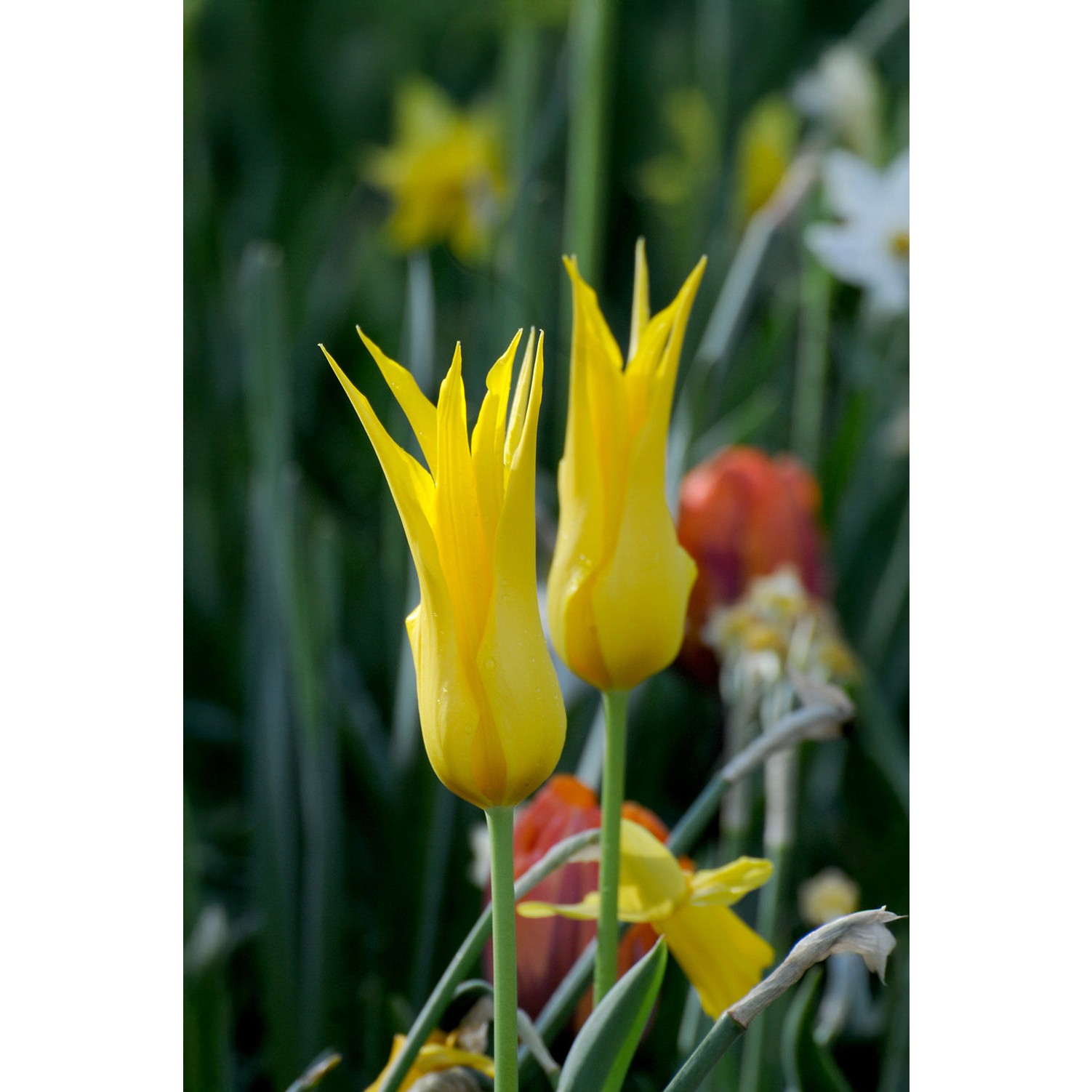 Tulip Flashback 7 Bulbs Ready for Planting Now in UK Autumn Outdoor Gardens