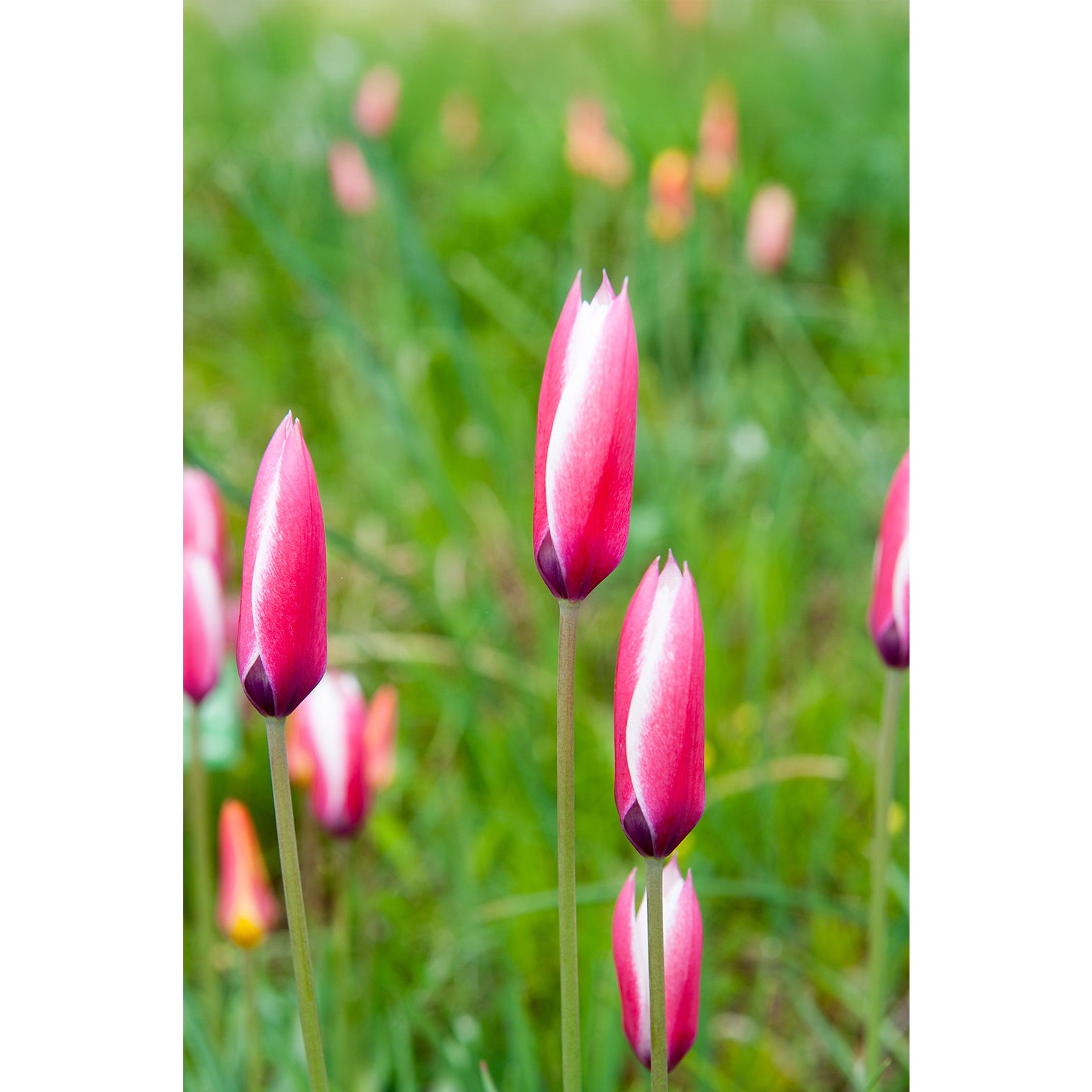 Tulip Peppermint Stick 10 Bulbs Ready for Planting Now in UK Autumn ...