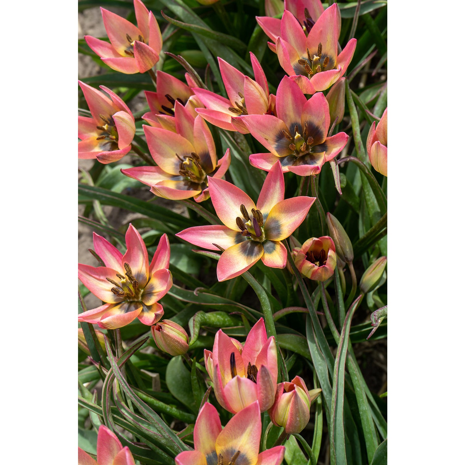 Tulip Botanic Danique 10 Bulbs Ready for Planting Now in UK Autumn ...
