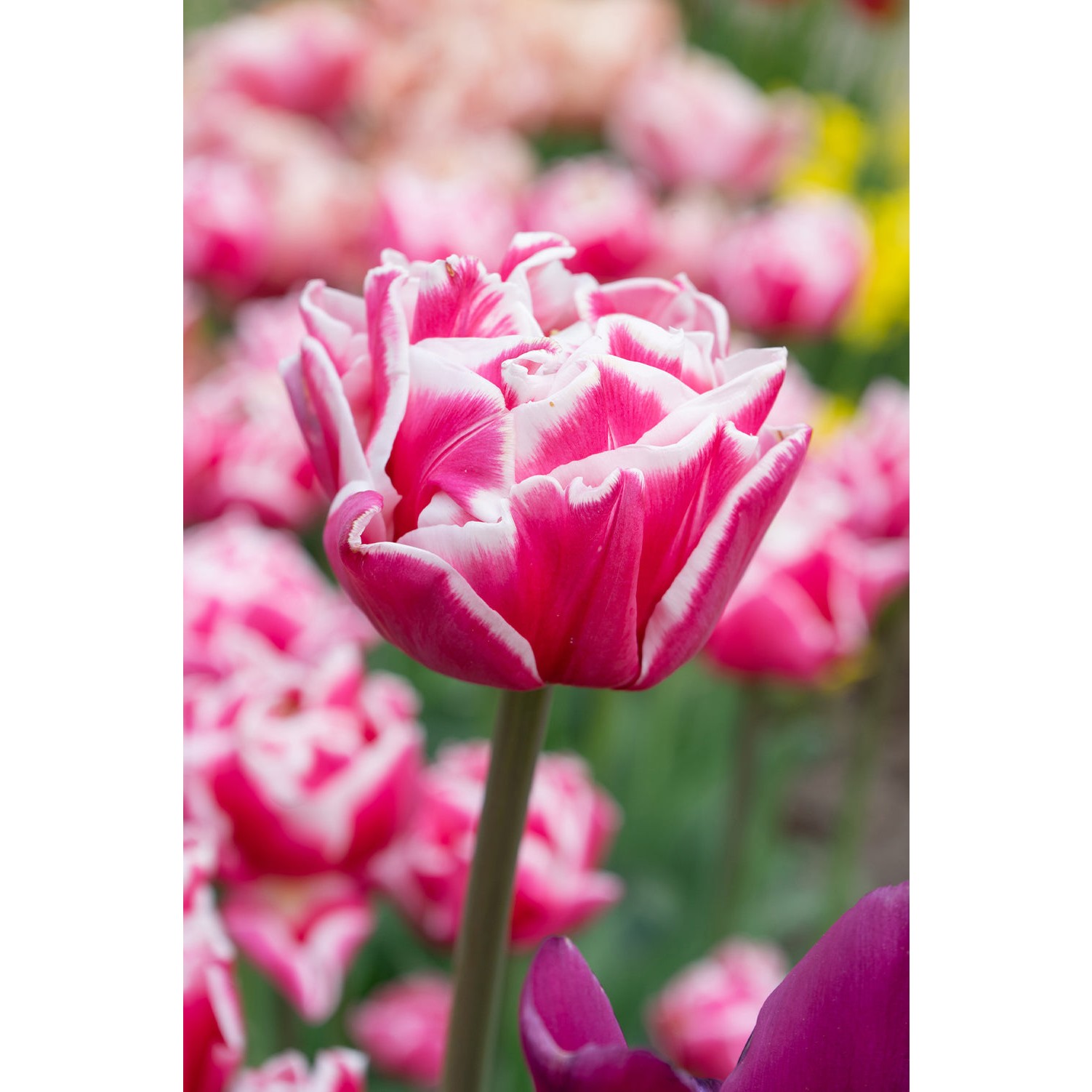 Tulip Let's Dance 7 Bulbs Ready for Planting Now in UK Autumn Outdoor Gardens