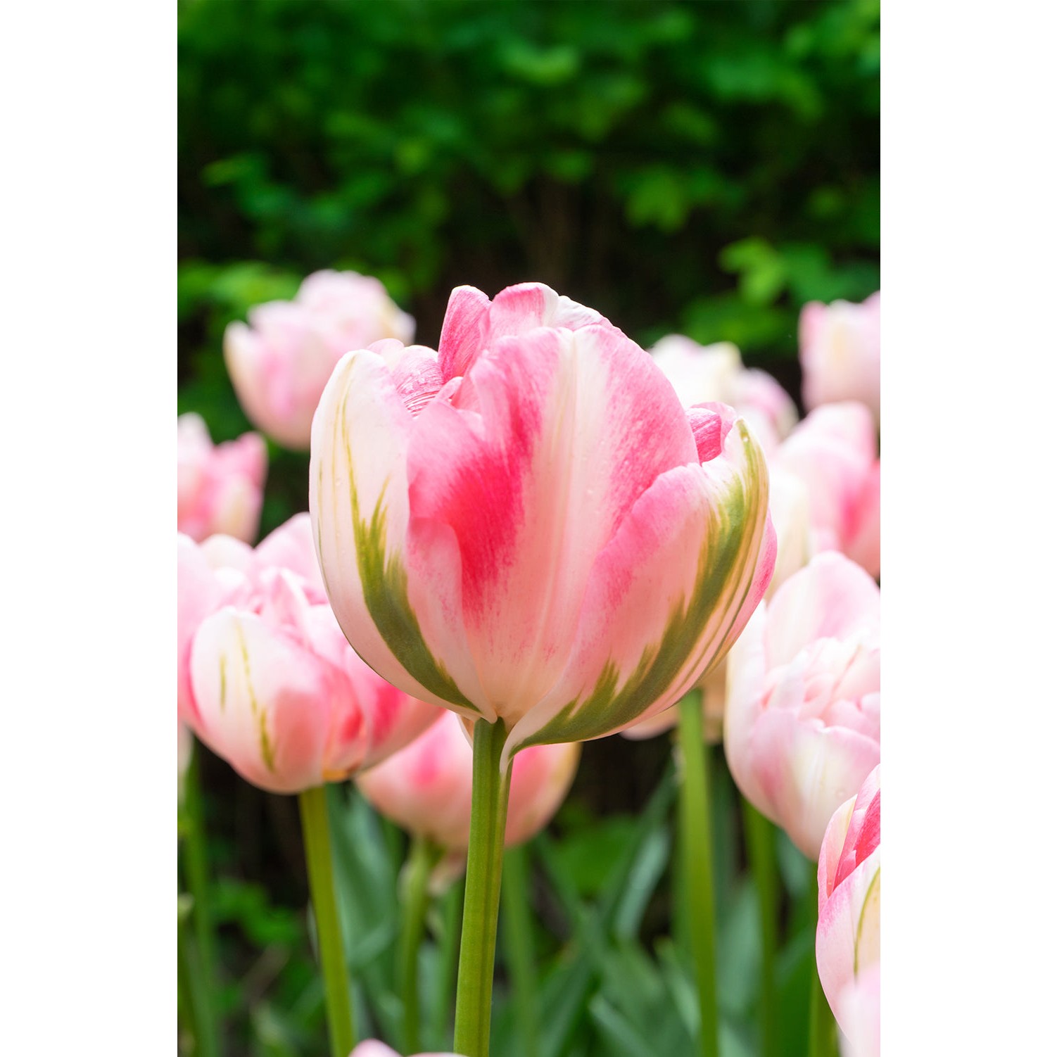 Tulip Double Late Finola 6 Bulbs Ready for Planting Now in UK Autumn Outdoor Gardens