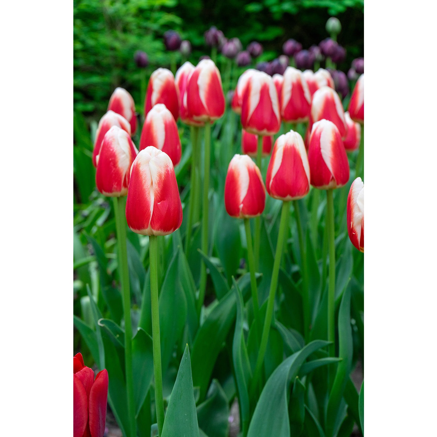 Tulip Triumph Roman Empire 6 Bulbs Ready for Planting Now in UK Autumn ...
