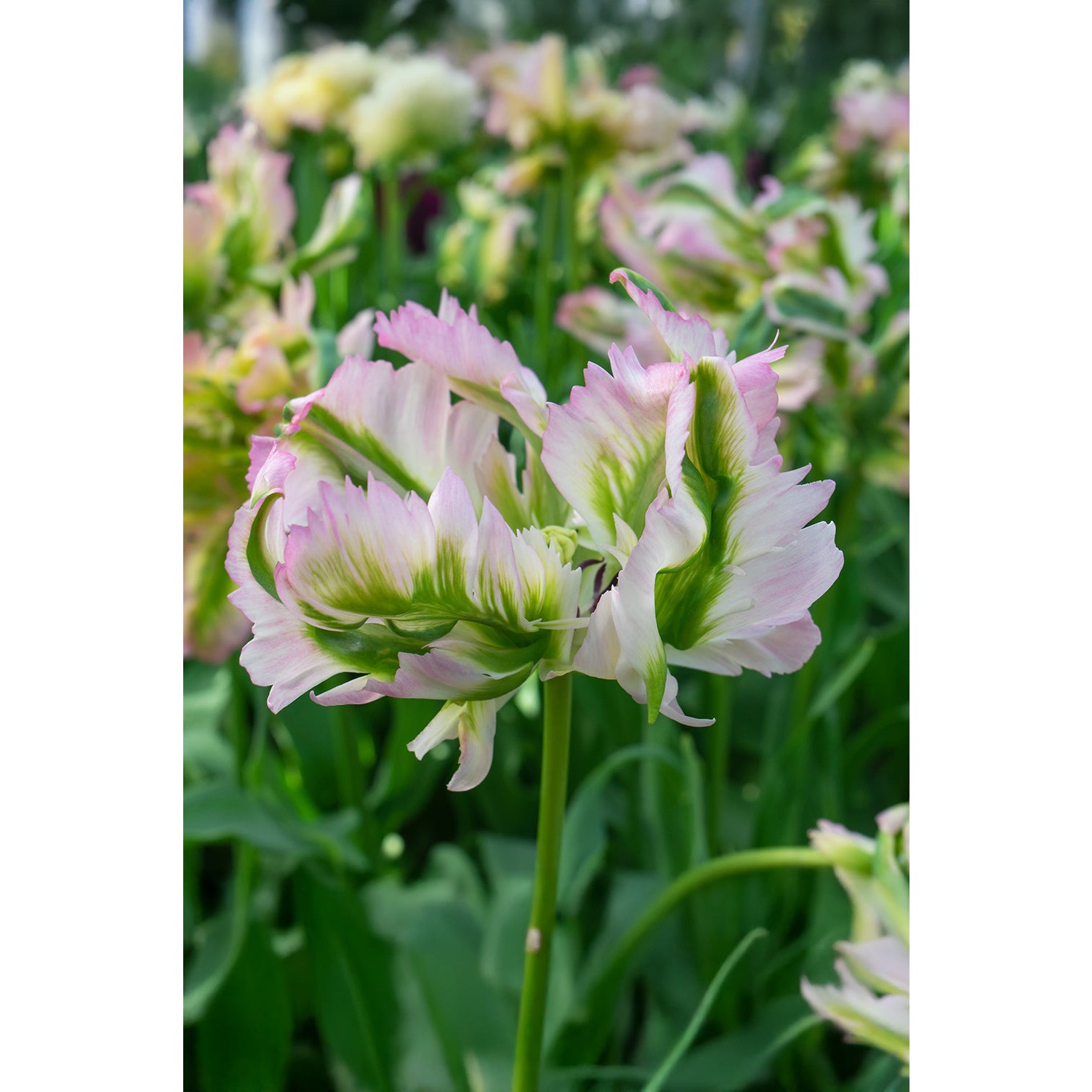 Tulip Green Wave 6 Bulbs Ready for Planting Now in UK Autumn Outdoor Gardens