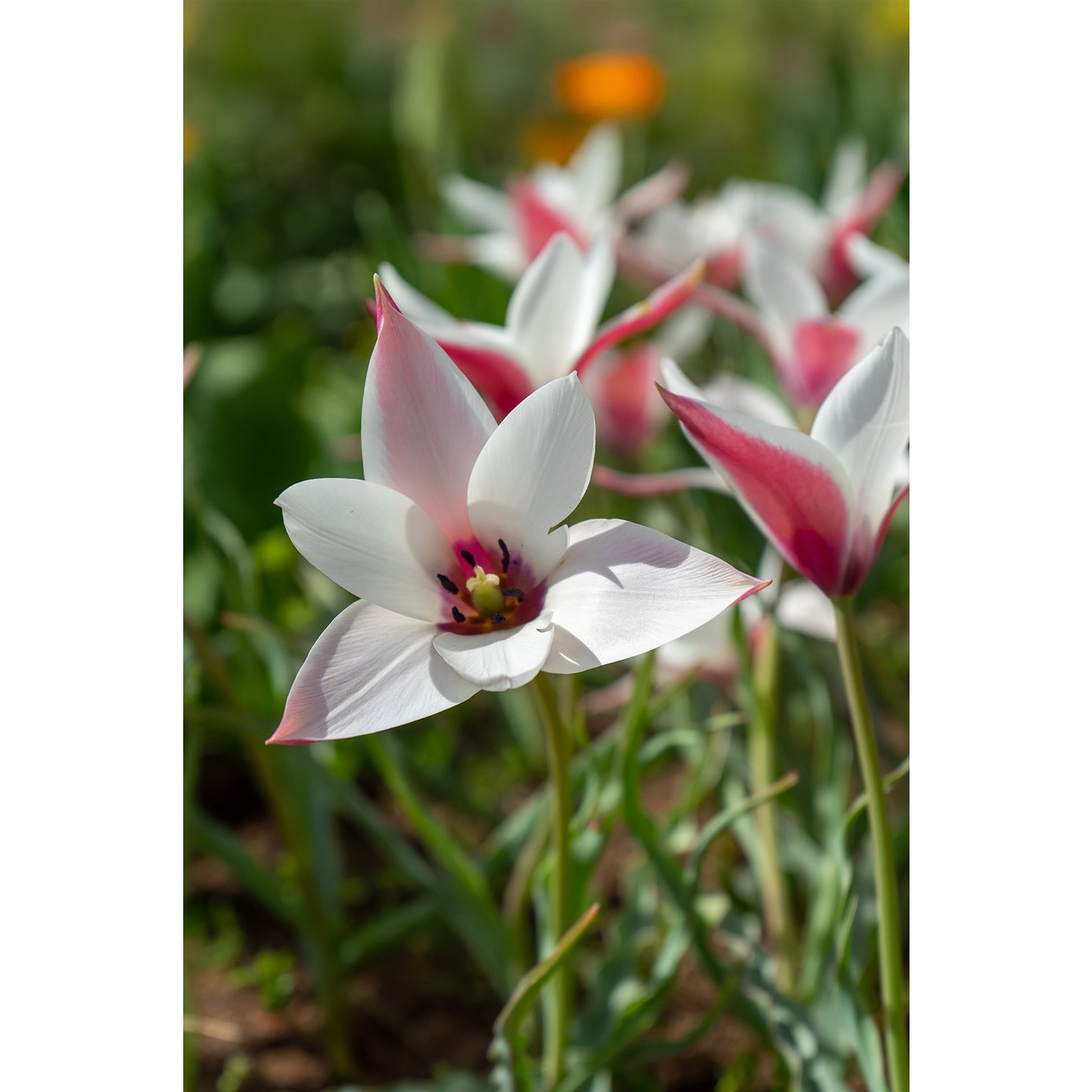 Tulip Peppermint Stick 10 Bulbs Ready for Planting Now in UK Autumn ...