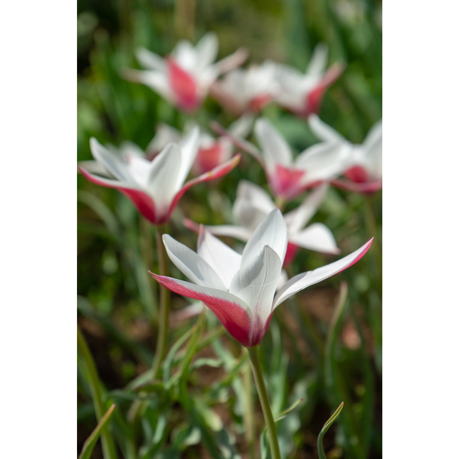 Tulip Peppermint Stick 10 Bulbs Ready for Planting Now in UK Autumn ...