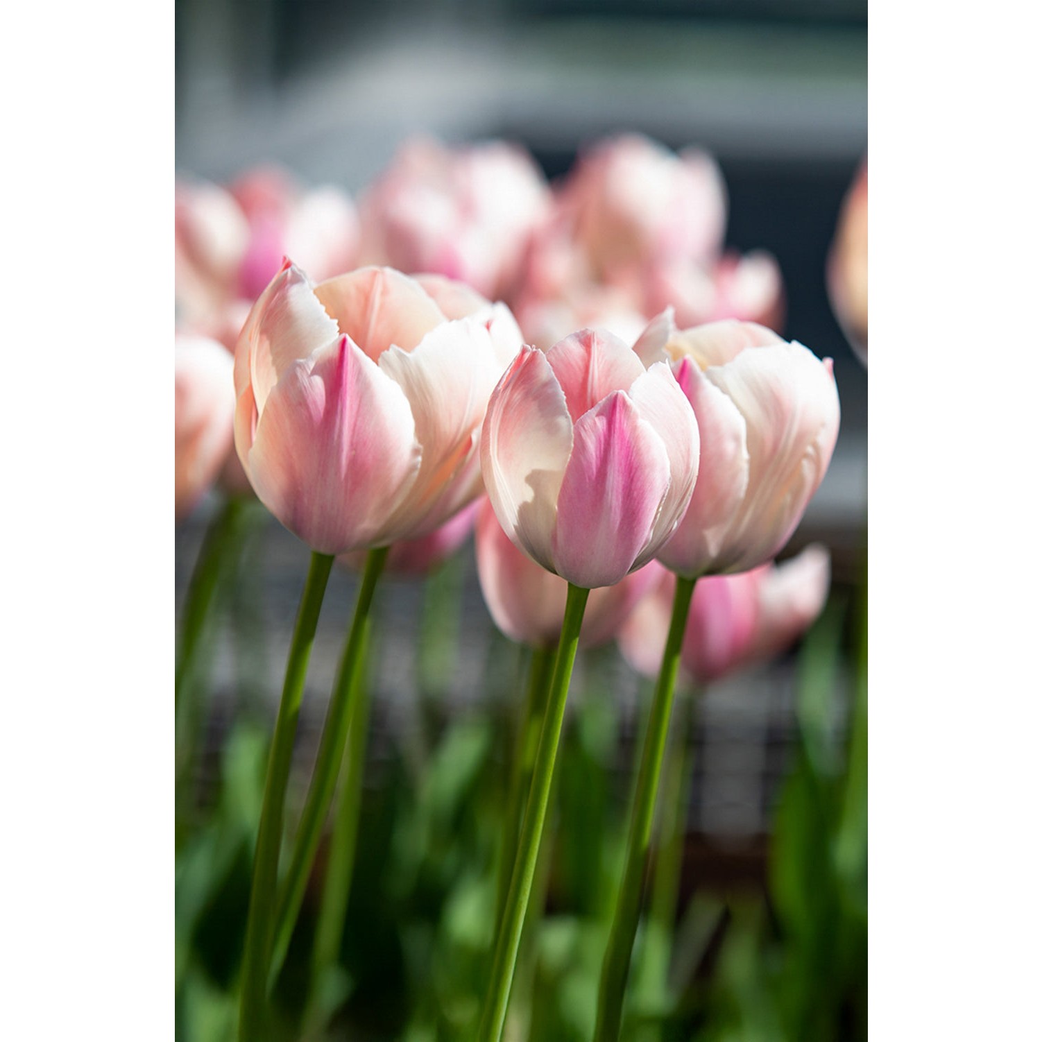 Tulip Darwin Hybrid Salmon Van Eijk 6 Bulbs Ready for Planting Now in UK Autumn Outdoor Gardens