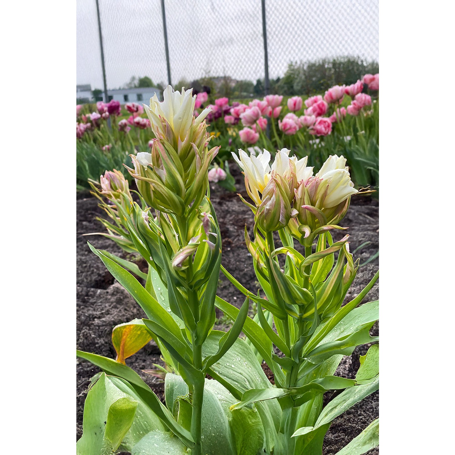 Tulip Double Late Mystery Valley 5 Bulbs Ready for Planting Now in UK ...