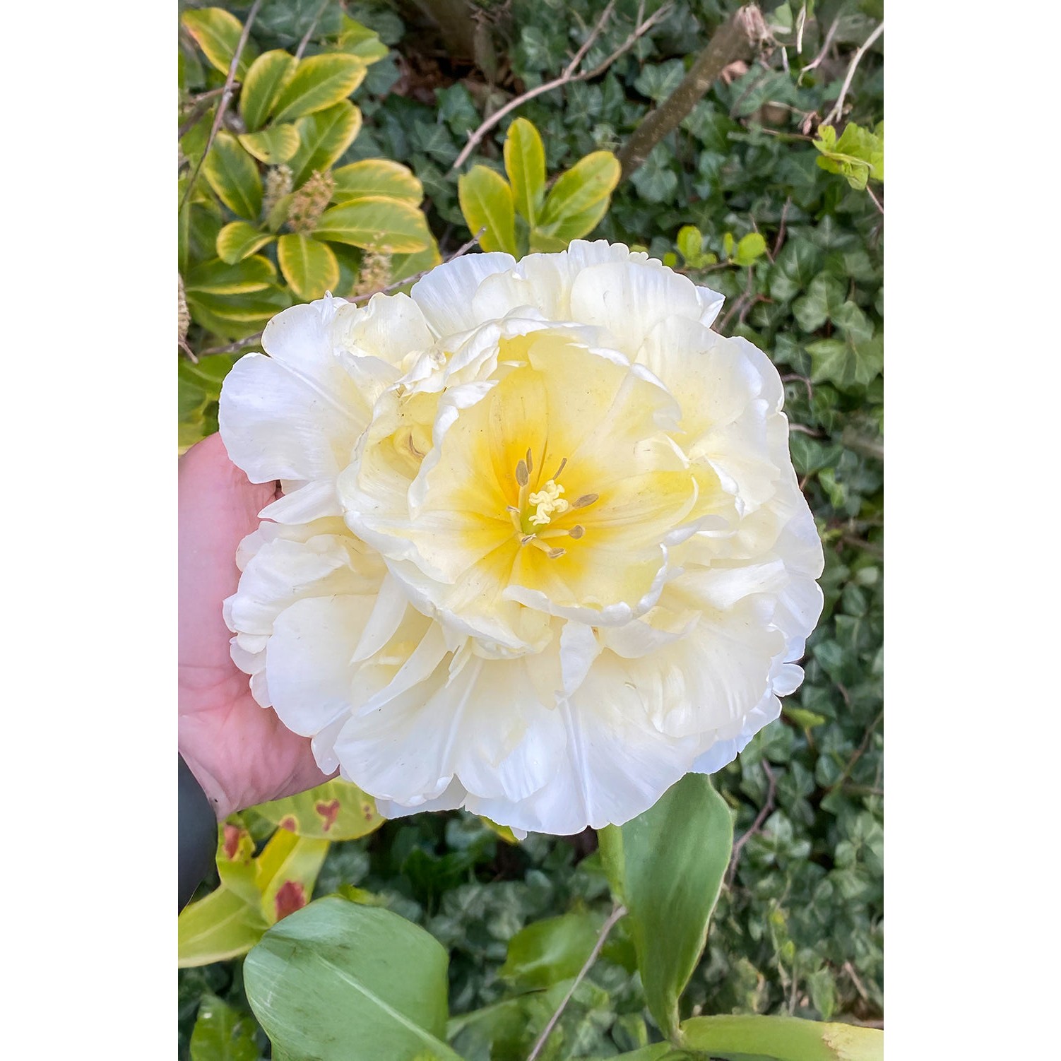 Tulip Avant Garde 7 Bulbs Ready for Planting Now in UK Autumn Outdoor ...