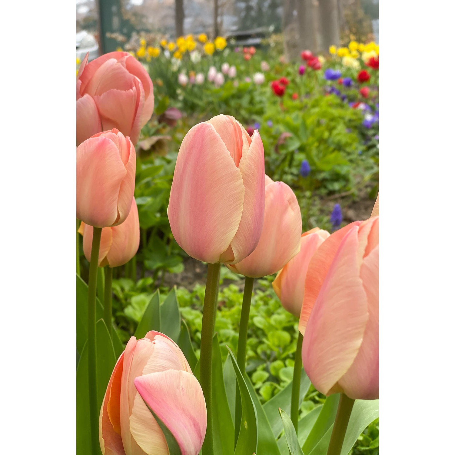 Tulip Darwin Hybride Apricot Pride 6 Bulbs Ready for Planting Now in UK ...