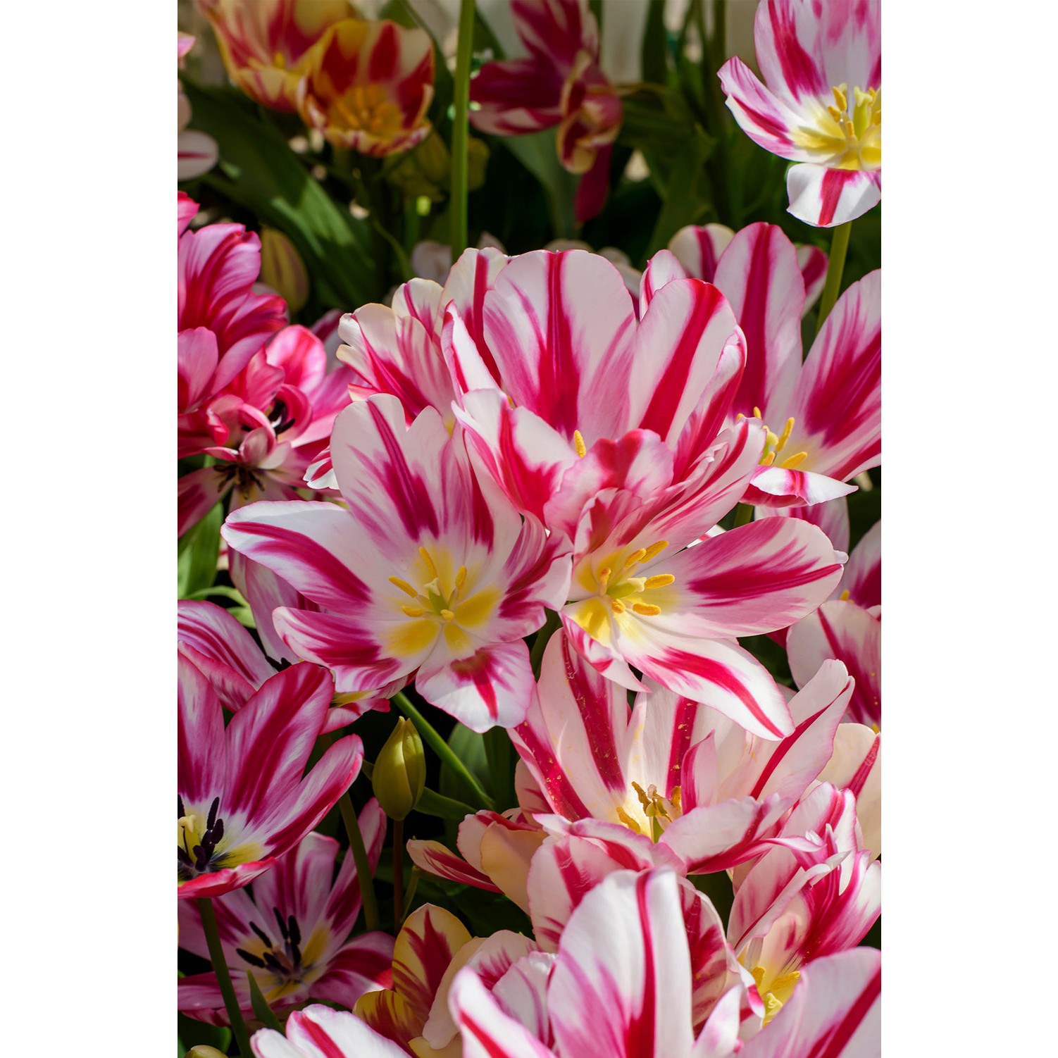 Tulip Multiflowering Flaming Club 6 Bulbs Ready for Planting Now in UK ...