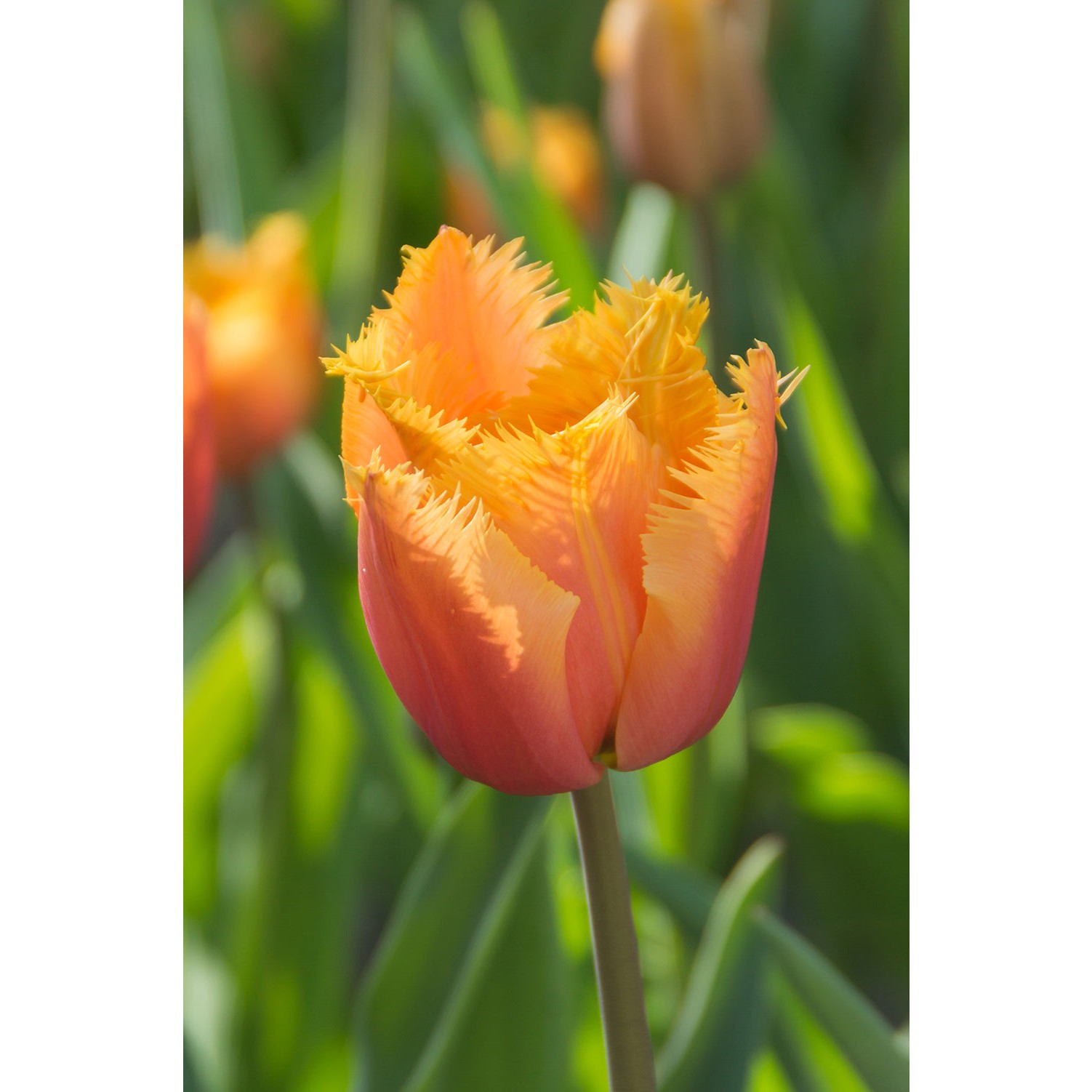 Tulip Crispa (Fringed) Lambada 6 Bulbs Ready for Planting Now in UK ...