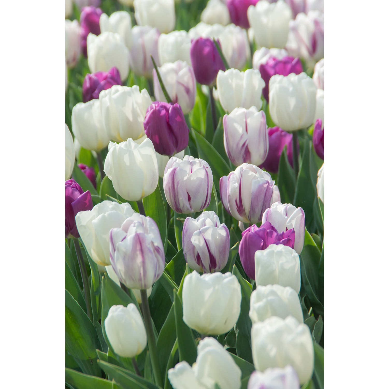 Tulip Single Early White Prince 6 Bulbs Ready for Planting Now in UK Autumn Outdoor Gardens