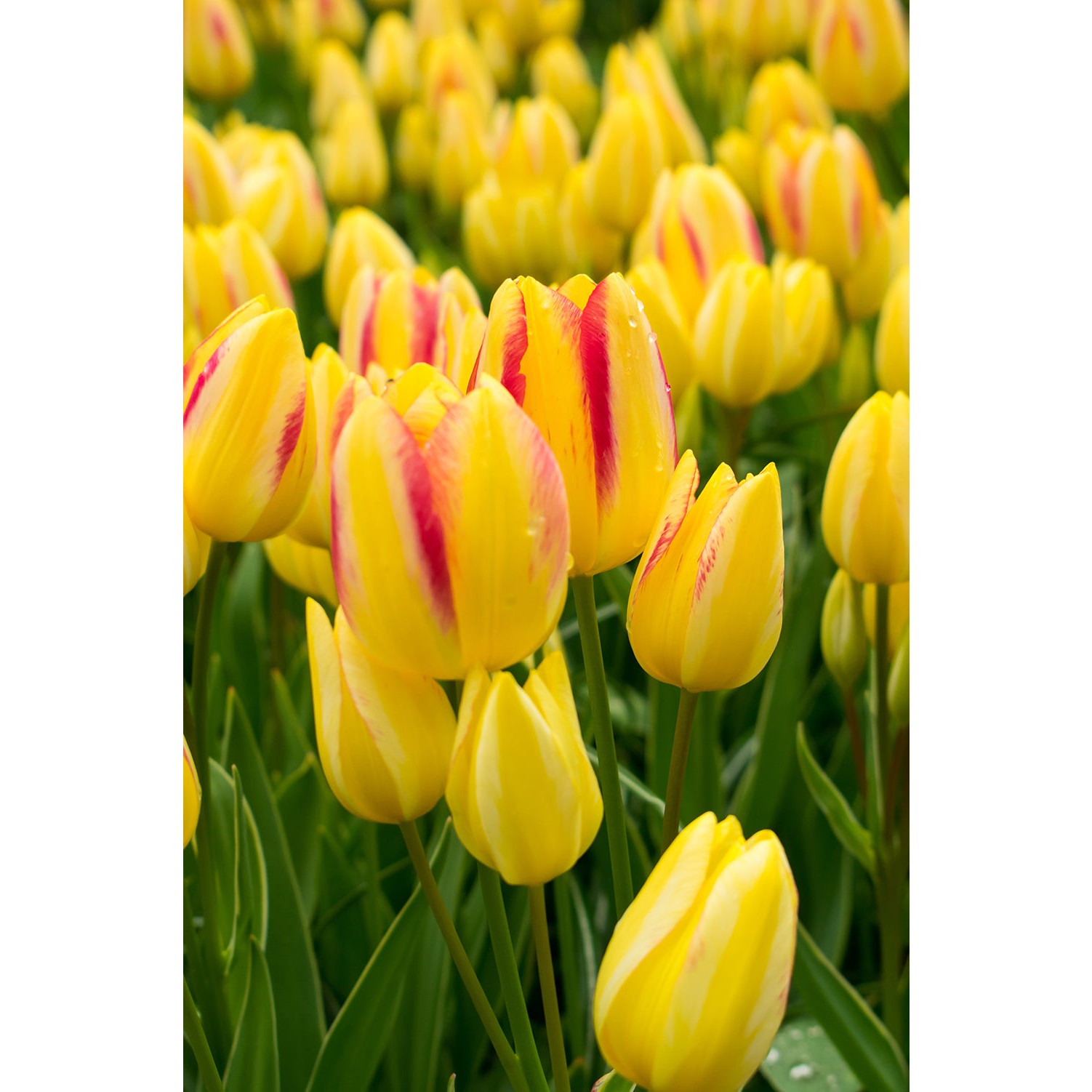 Tulip Antoinette 8 Bulbs Ready for Planting Now in UK Autumn Outdoor ...