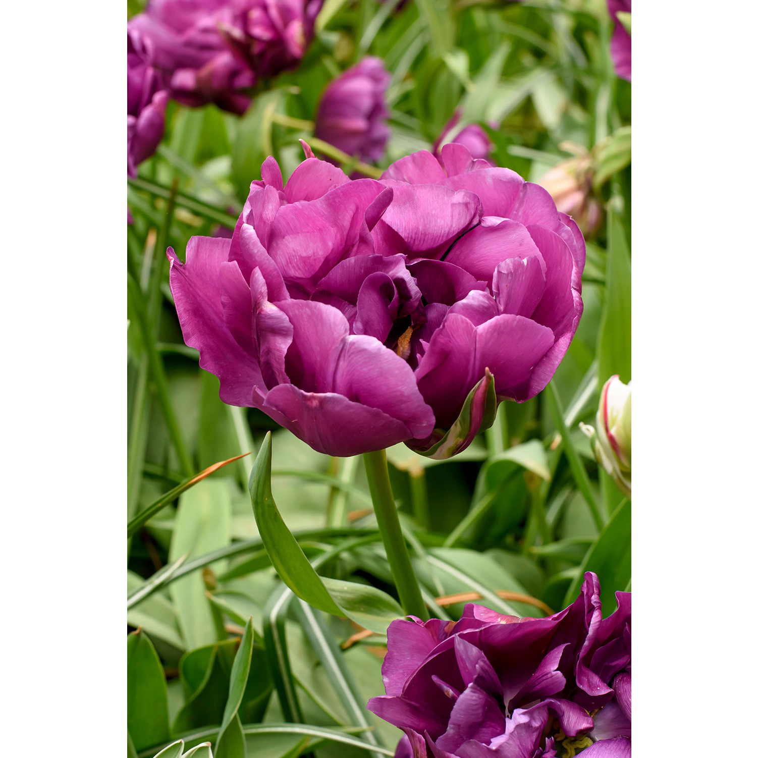 Tulip Double Late Negrita Double 6 Bulbs Ready for Planting Now in UK Autumn Outdoor Gardens