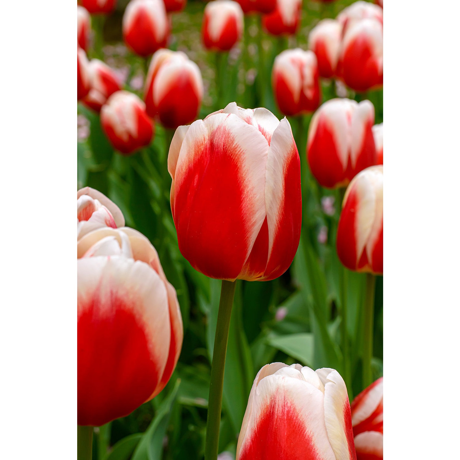 Tulip Triumph Roman Empire 6 Bulbs Ready for Planting Now in UK Autumn ...