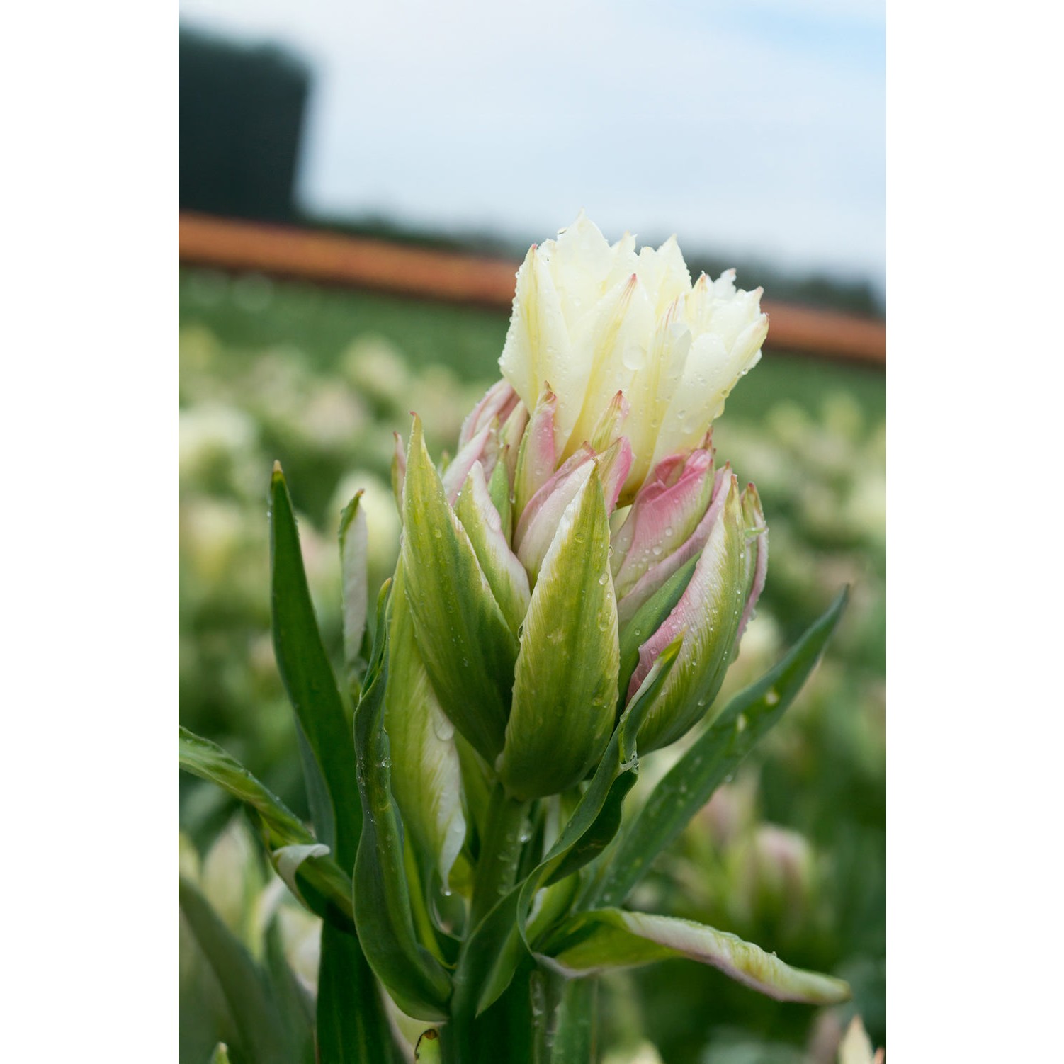 Tulip Double Late Mystery Valley 5 Bulbs Ready for Planting Now in UK ...