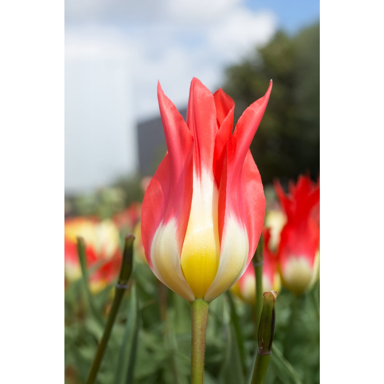 Tulip Fosteriana Flames Mystery 6 Bulbs Ready for Planting Now in UK ...