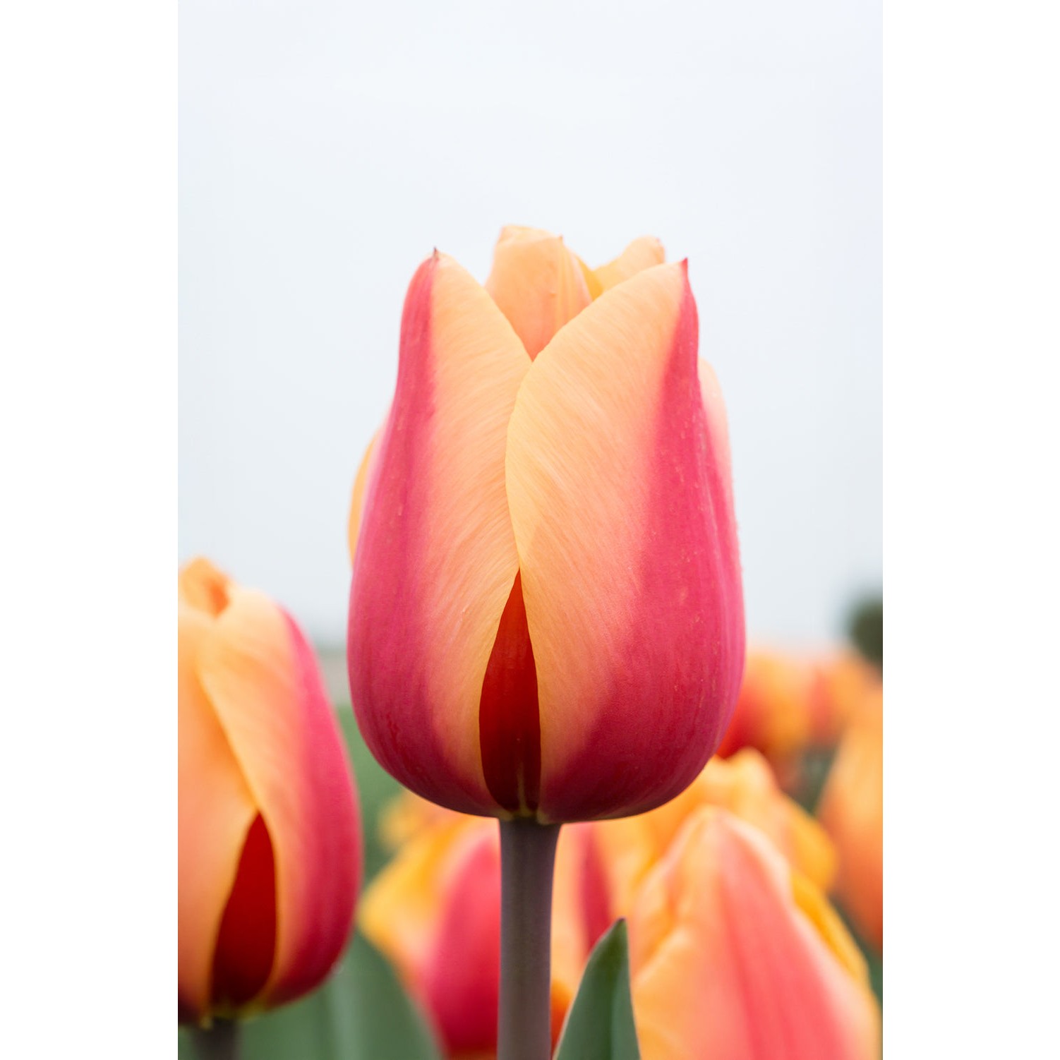 Tulip Darwin Hybride Lalibela Salmon 6 Bulbs Ready for Planting Now in ...