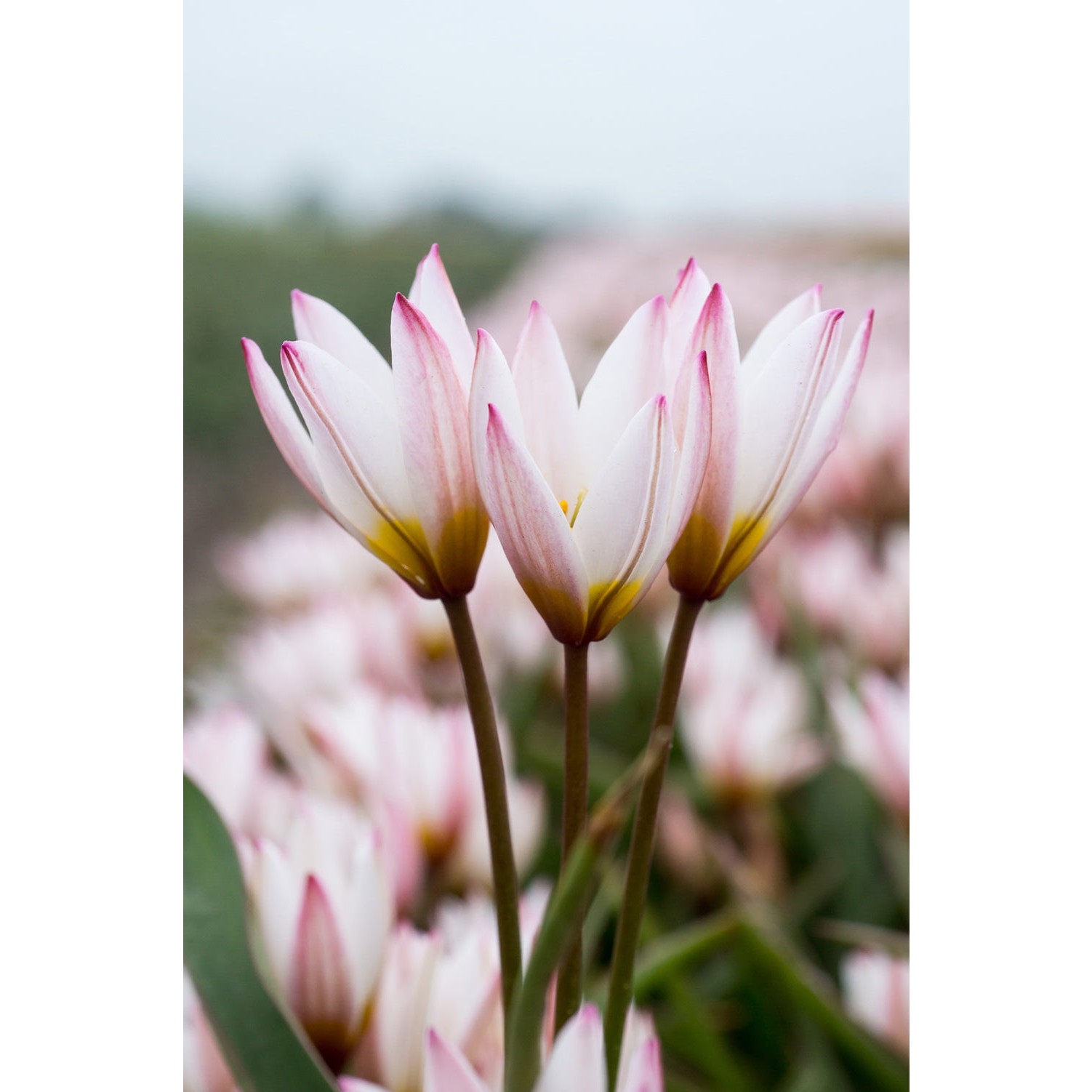 Tulip Botanic Hilde 10 Bulbs Ready for Planting Now in UK Autumn ...