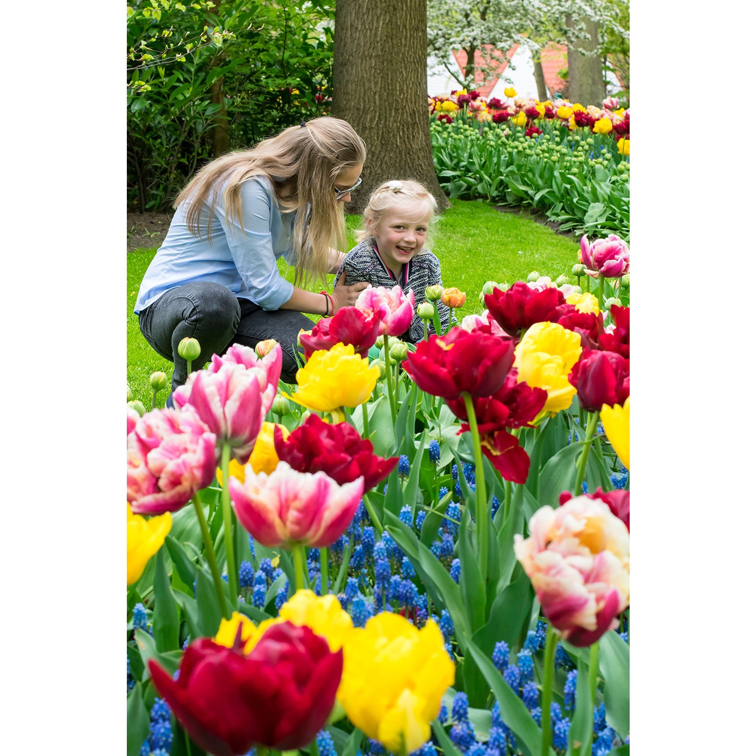 Tulip Double Late Mix 6 Bulbs Ready for Planting Now in UK Autumn Outdoor Gardens