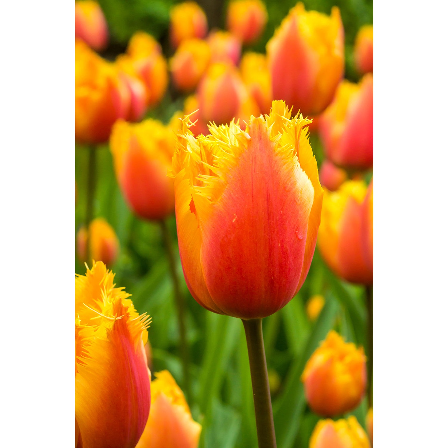 Tulip Crispa (Fringed) Lambada 6 Bulbs Ready for Planting Now in UK ...