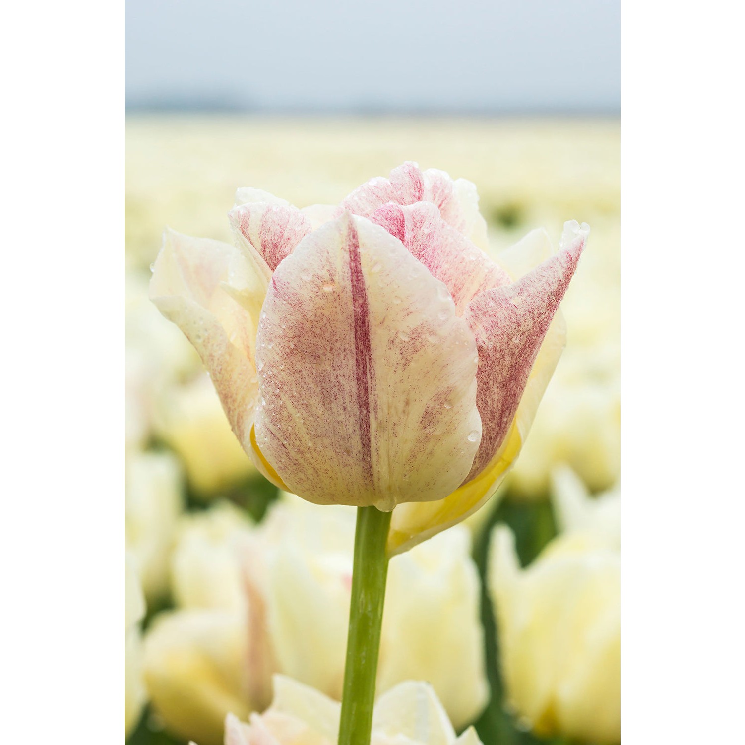 Tulip Double Late Silk Road 6 Bulbs Ready for Planting Now in UK Autumn Outdoor Gardens