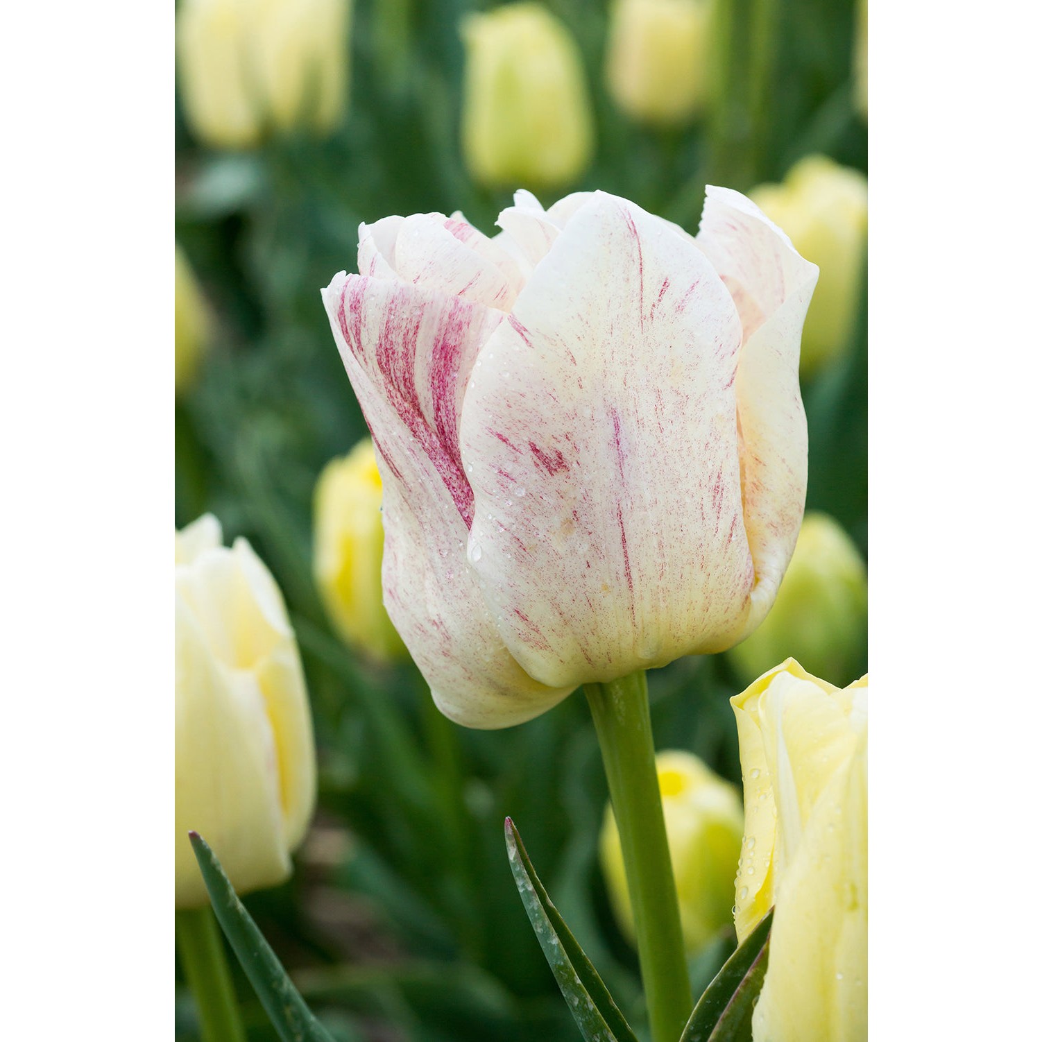 Tulip Double Late Silk Road 6 Bulbs Ready for Planting Now in UK Autumn Outdoor Gardens