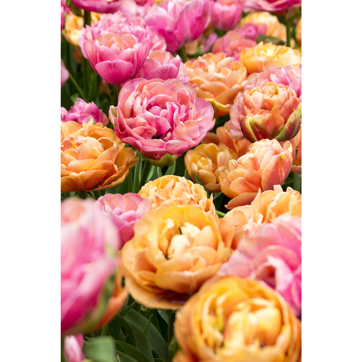 Tulip Double Late Copper Image 5 Bulbs Ready for Planting Now in UK ...