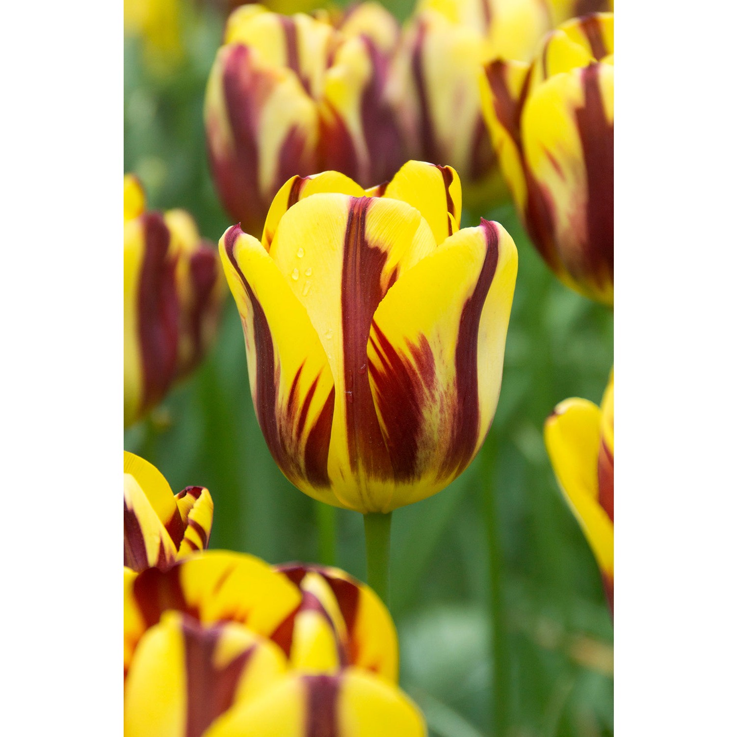 Tulip Rembrandt Helmar 6 Bulbs Ready for Planting Now in UK Autumn Outdoor Gardens by Jamieson ...