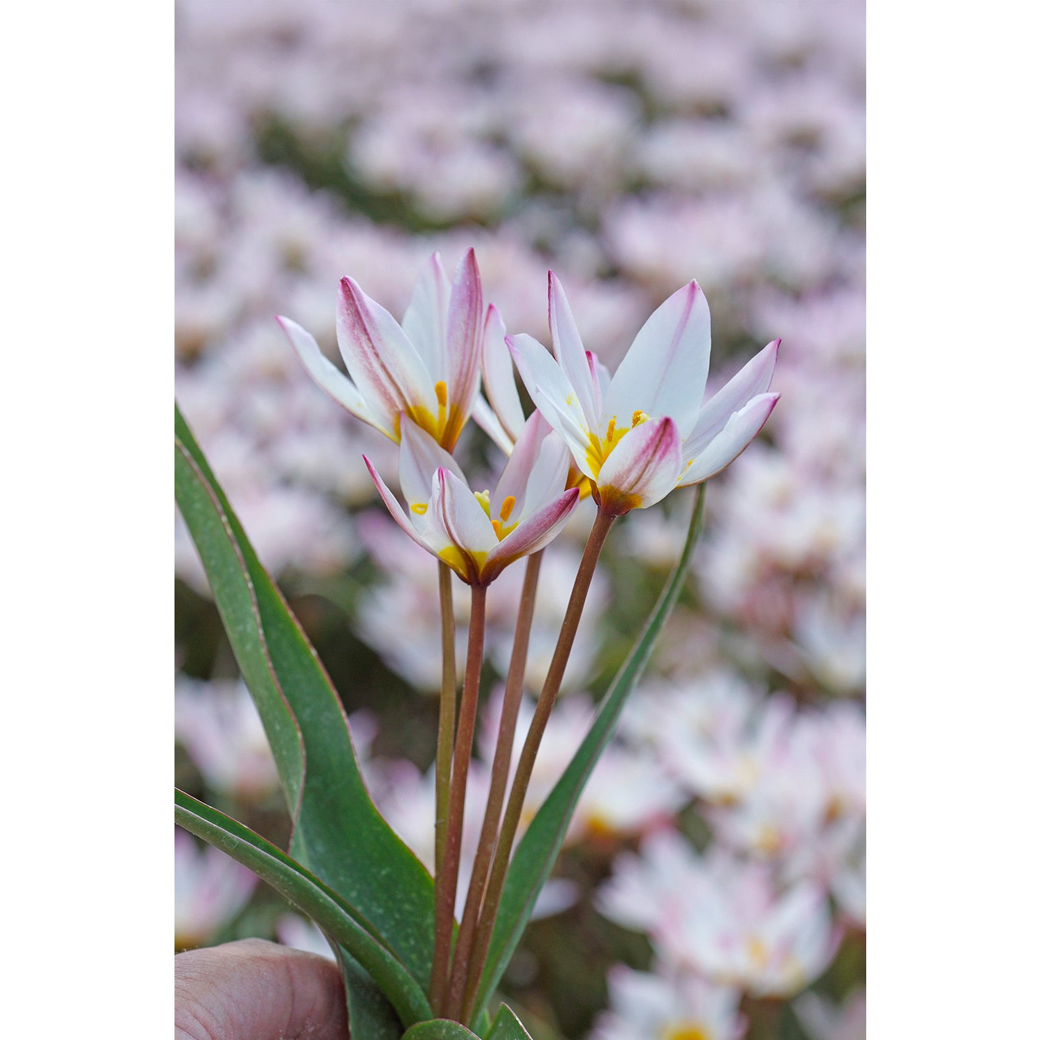Tulip Botanic Hilde 10 Bulbs Ready for Planting Now in UK Autumn ...