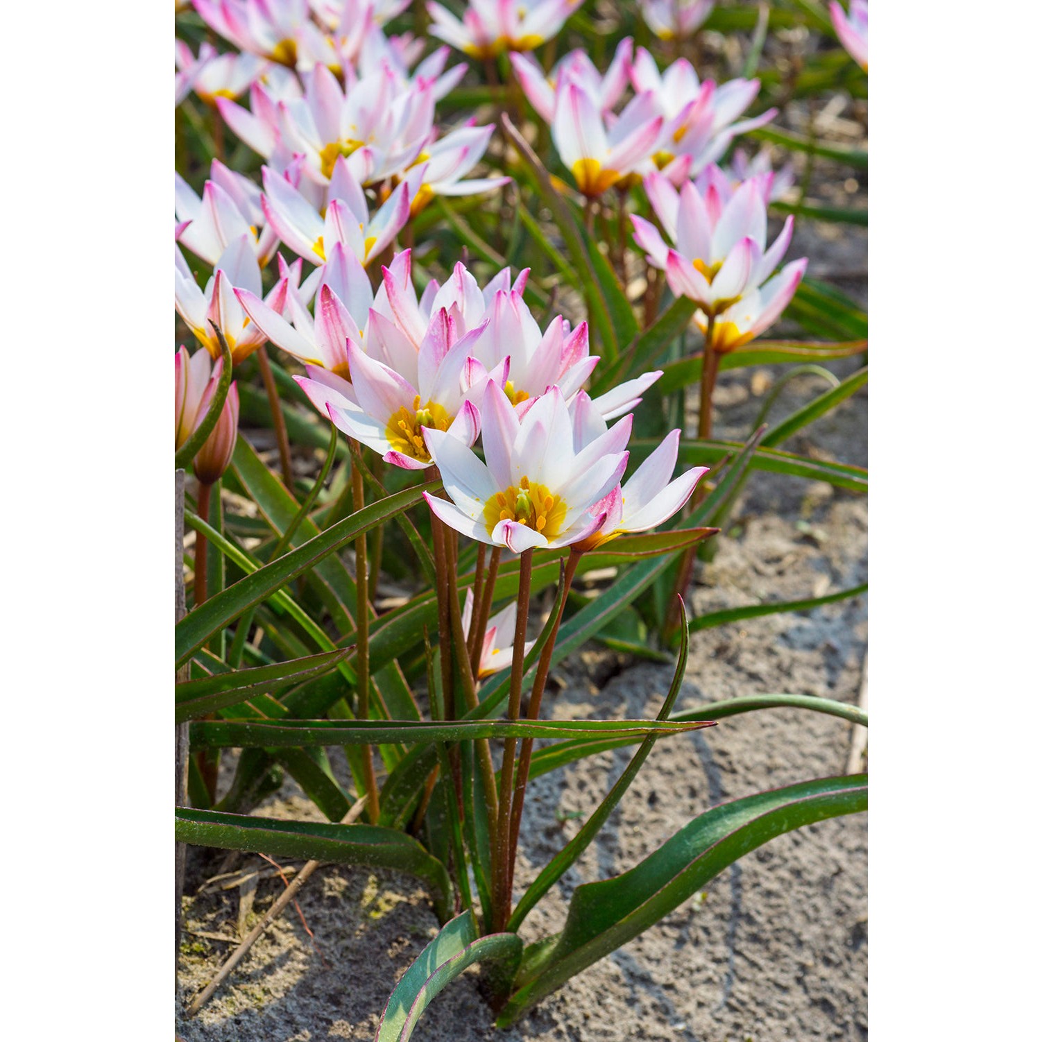 Tulip Botanic Hilde 10 Bulbs Ready for Planting Now in UK Autumn ...